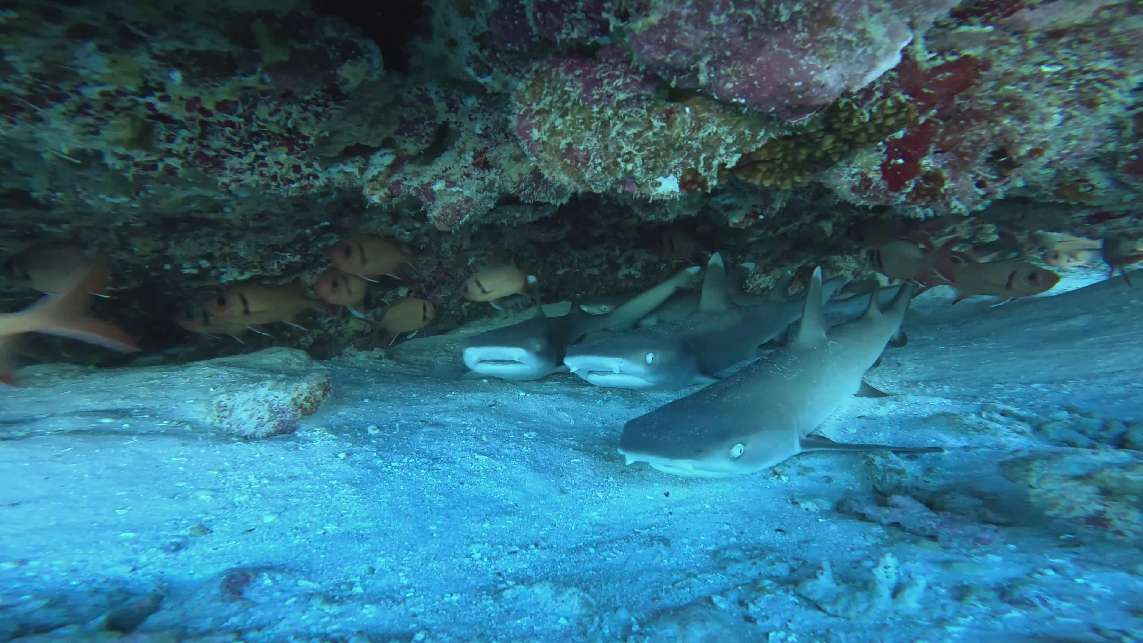 Shark Swiming Videos, Download The BEST Free 4k Stock Video Footage ...