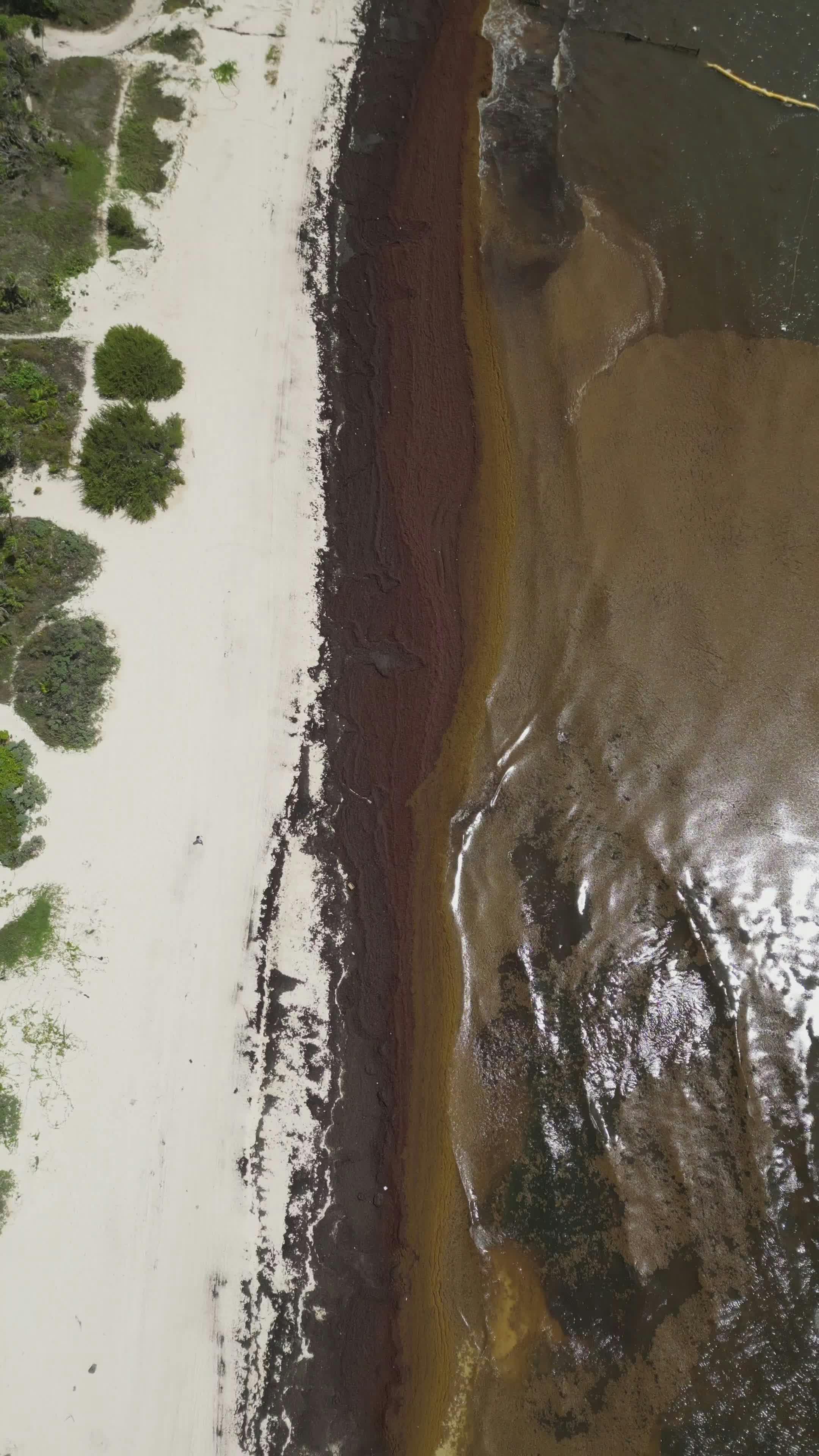 Luftaufnahme Von Sargassum, Das Am Strand An Land Gespült Wurde ...