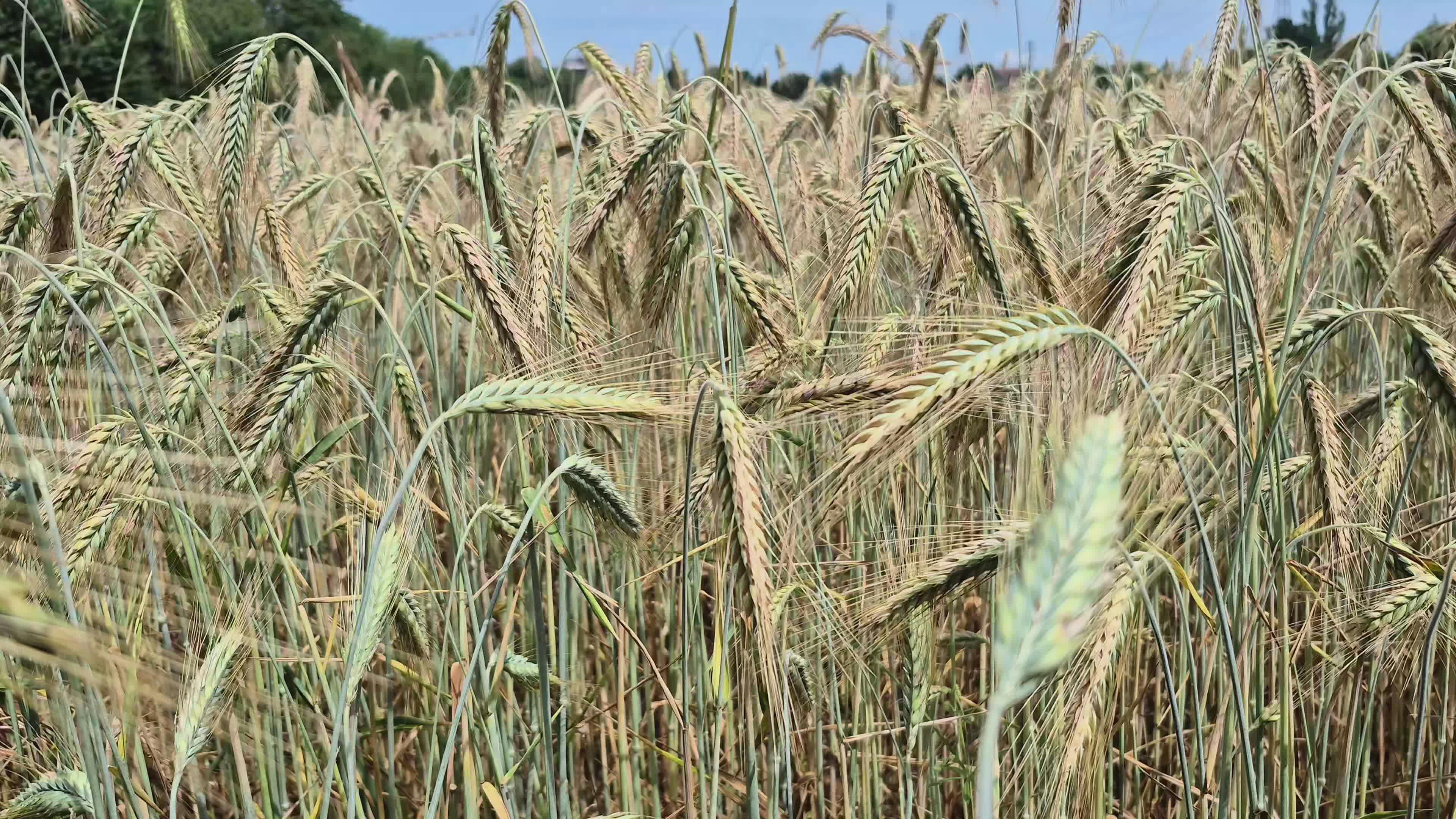 Kresba Rye Videos, Download The BEST Free 4k Stock Video Footage ...