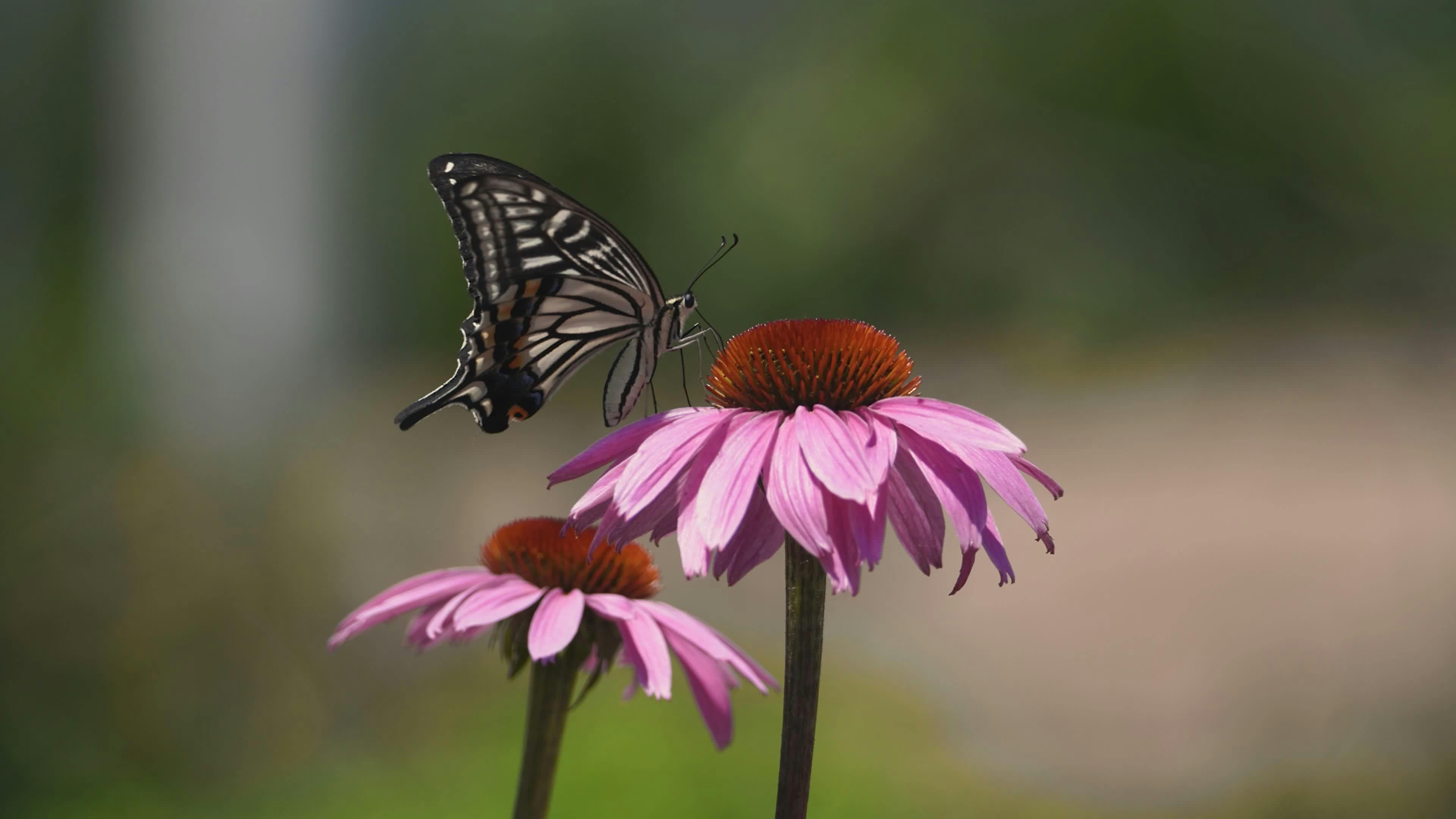 Checker Pattern Videos, Download The BEST Free 4k Stock Video Footage ...