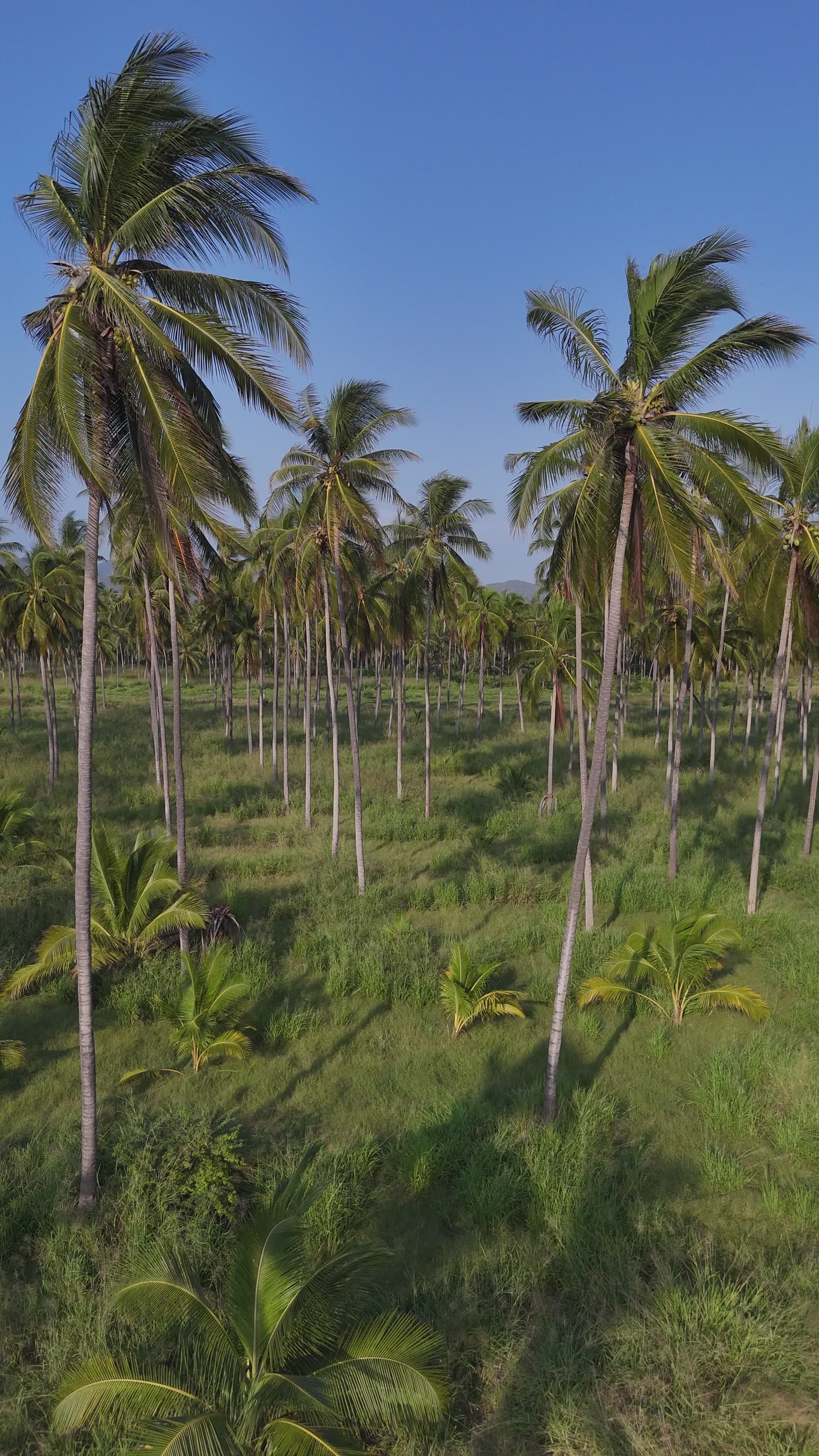 Lush Tropical Coconut Palm Plantation Free Stock Video Footage, Royalty ...