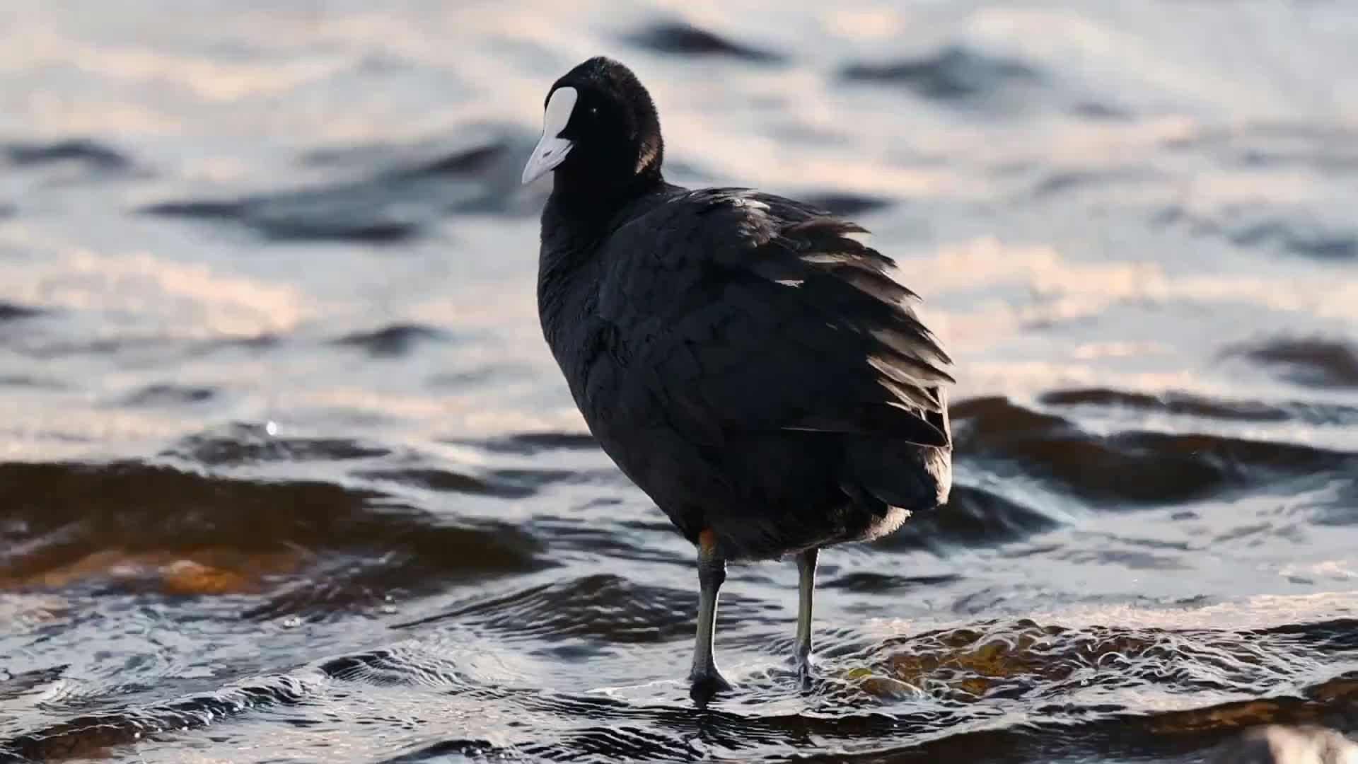 Observering Videos, Download The BEST Free 4k Stock Video Footage ...