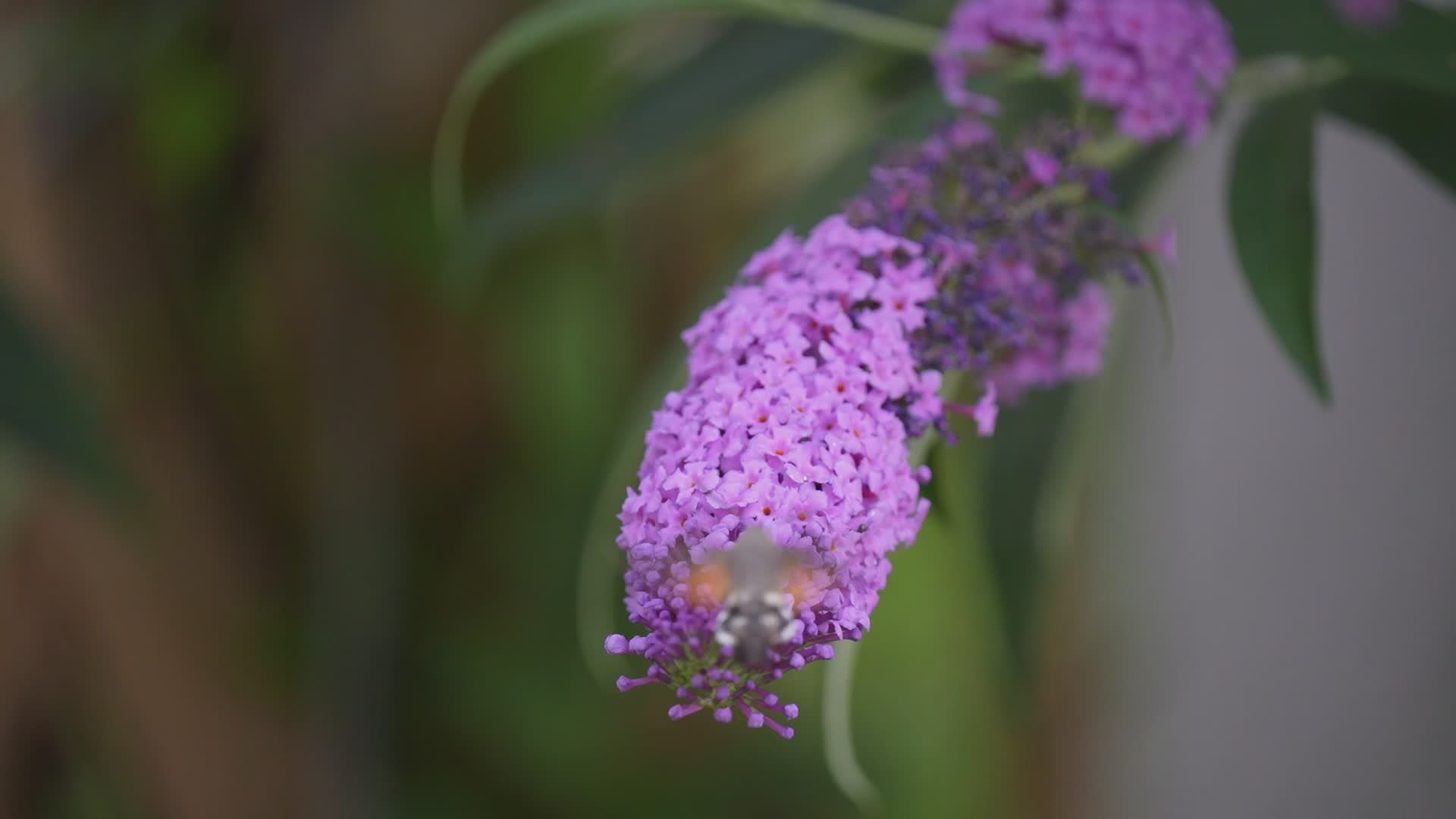 Close-up of a Bee on Purple Buddleia Flower Free Stock Video Footage ...