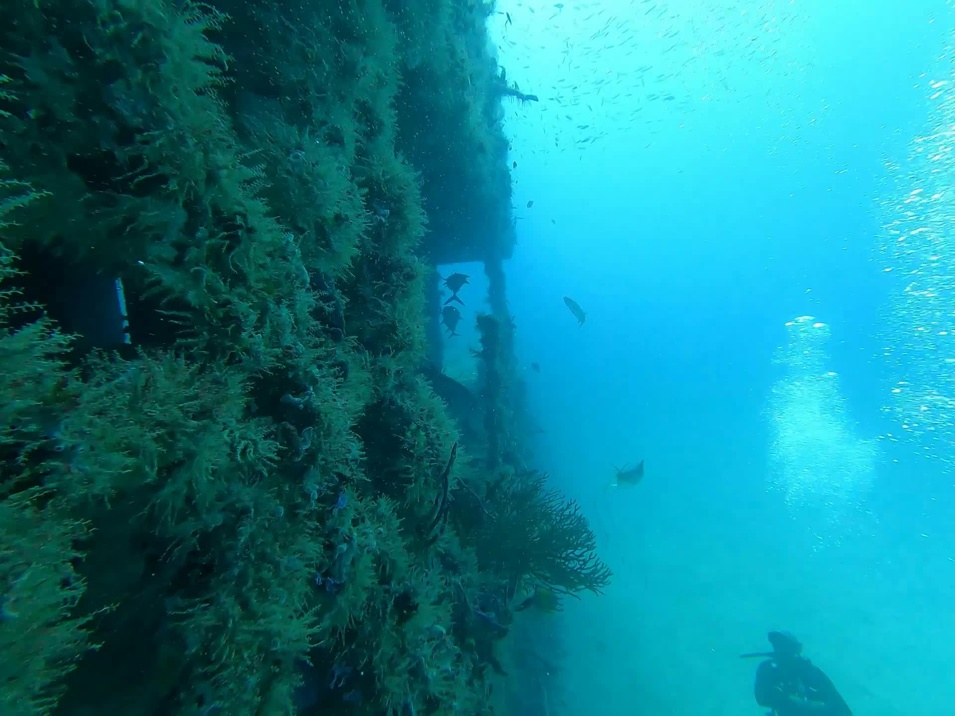 Coral And Fish Videos, Download The BEST Free 4k Stock Video Footage ...