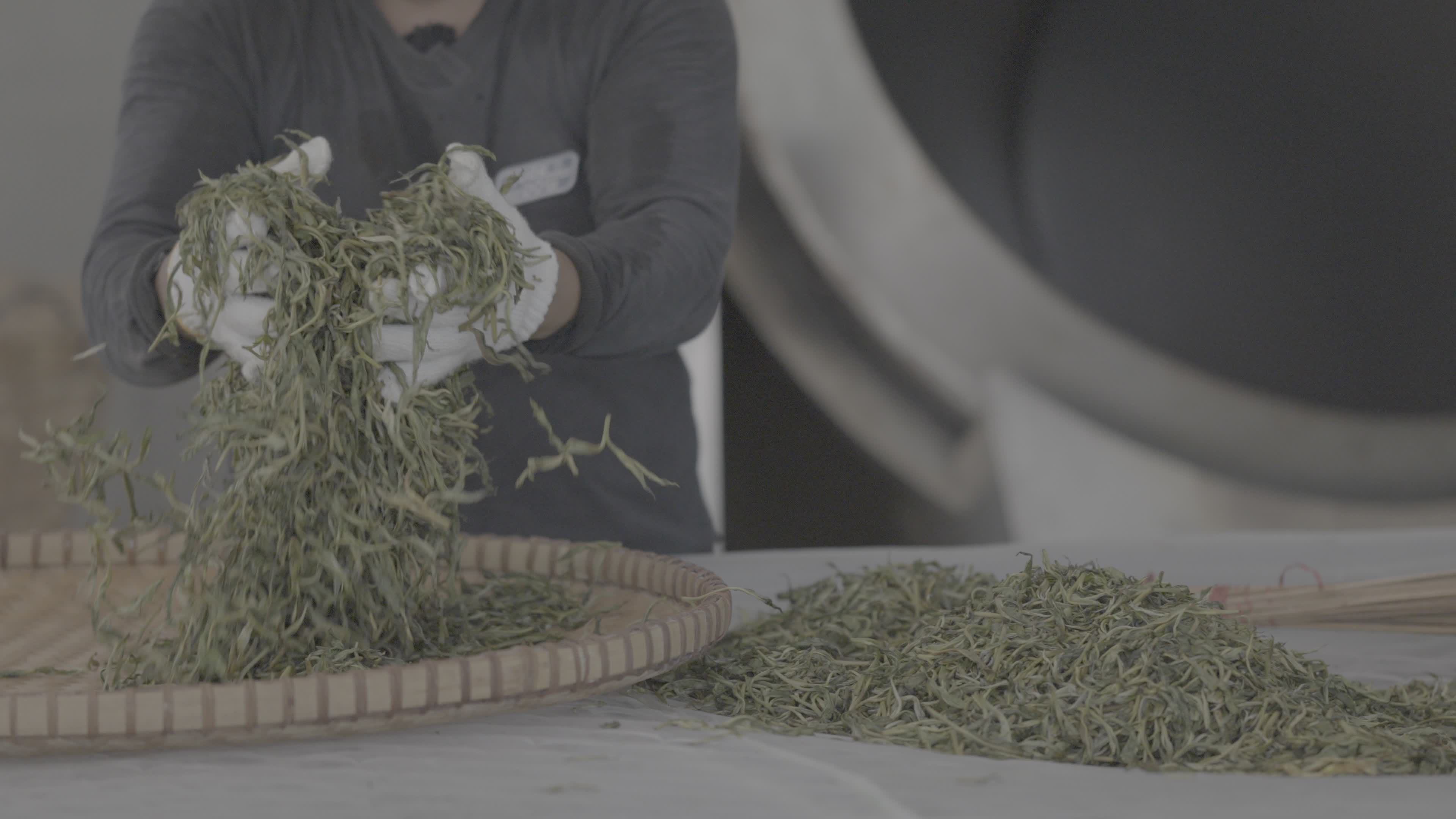 Traditional Asian Tea Processing in Factory Free Stock Video Footage ...