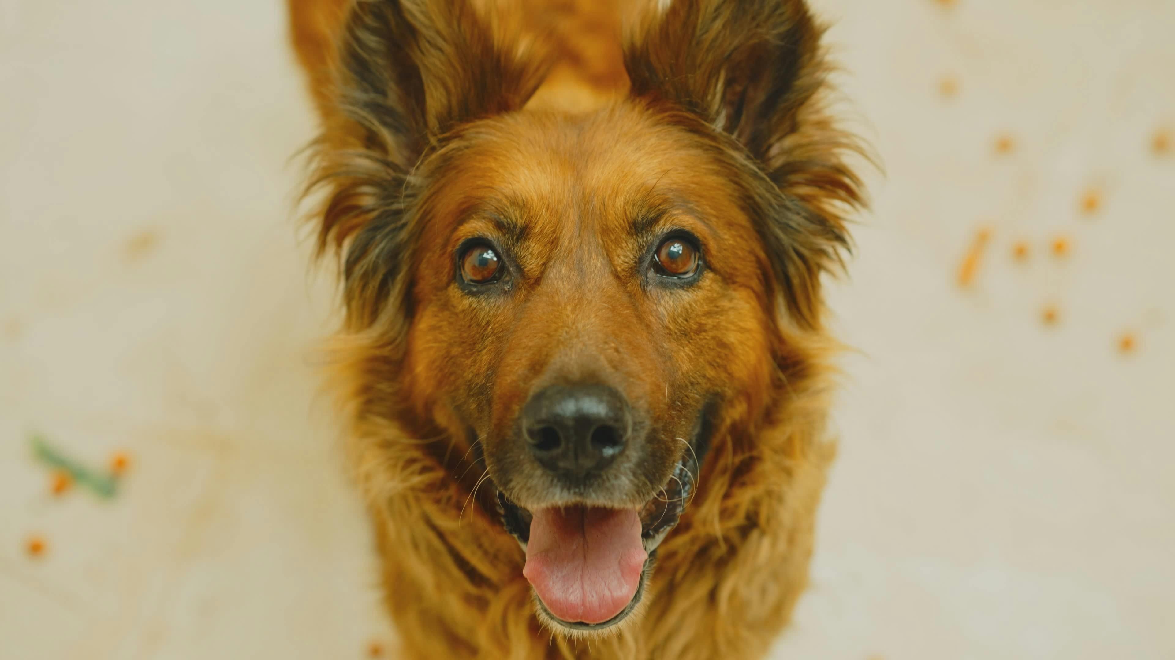 Insta Dog Videos, Download The BEST Free 4k Stock Video Footage & Insta ...