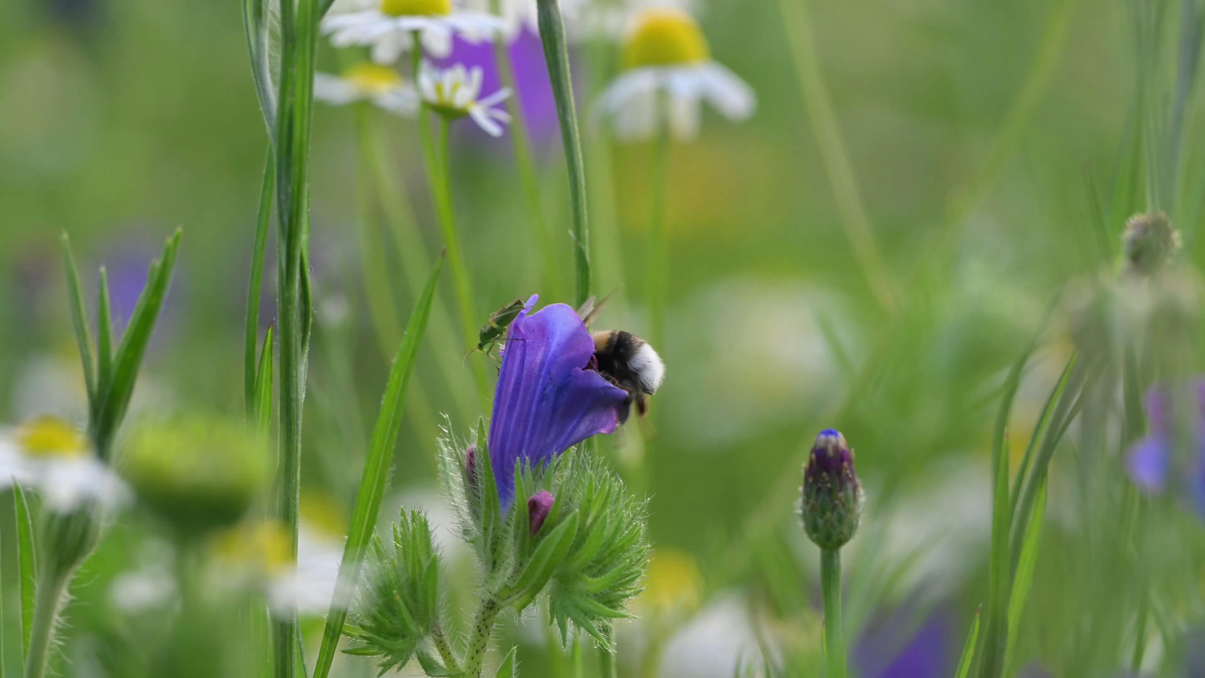 Calming Nature Videos, Download The BEST Free 4k Stock Video Footage ...