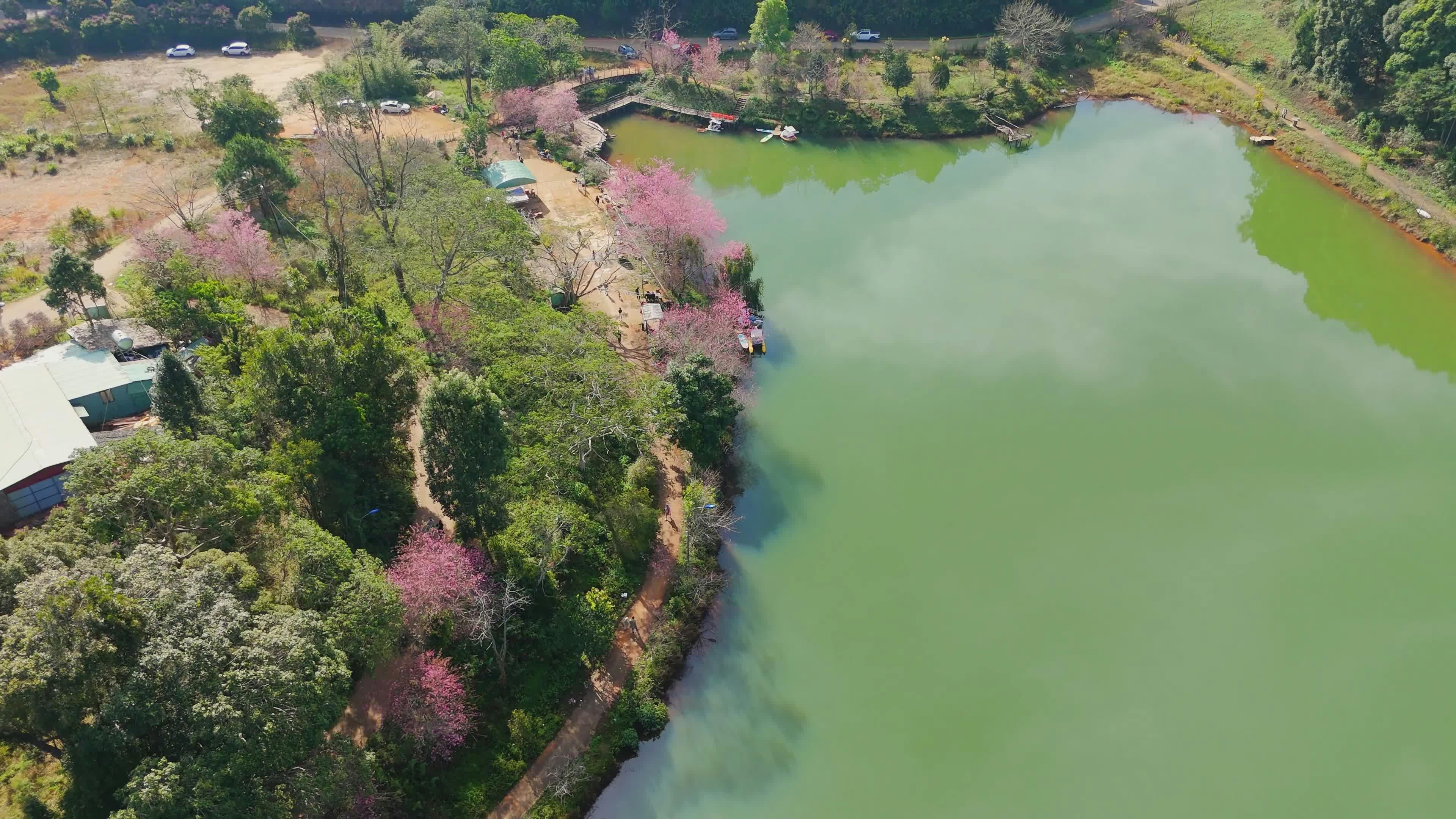 Scenic Aerial View of Cherry Blossoms by Lake Free Stock Video Footage ...