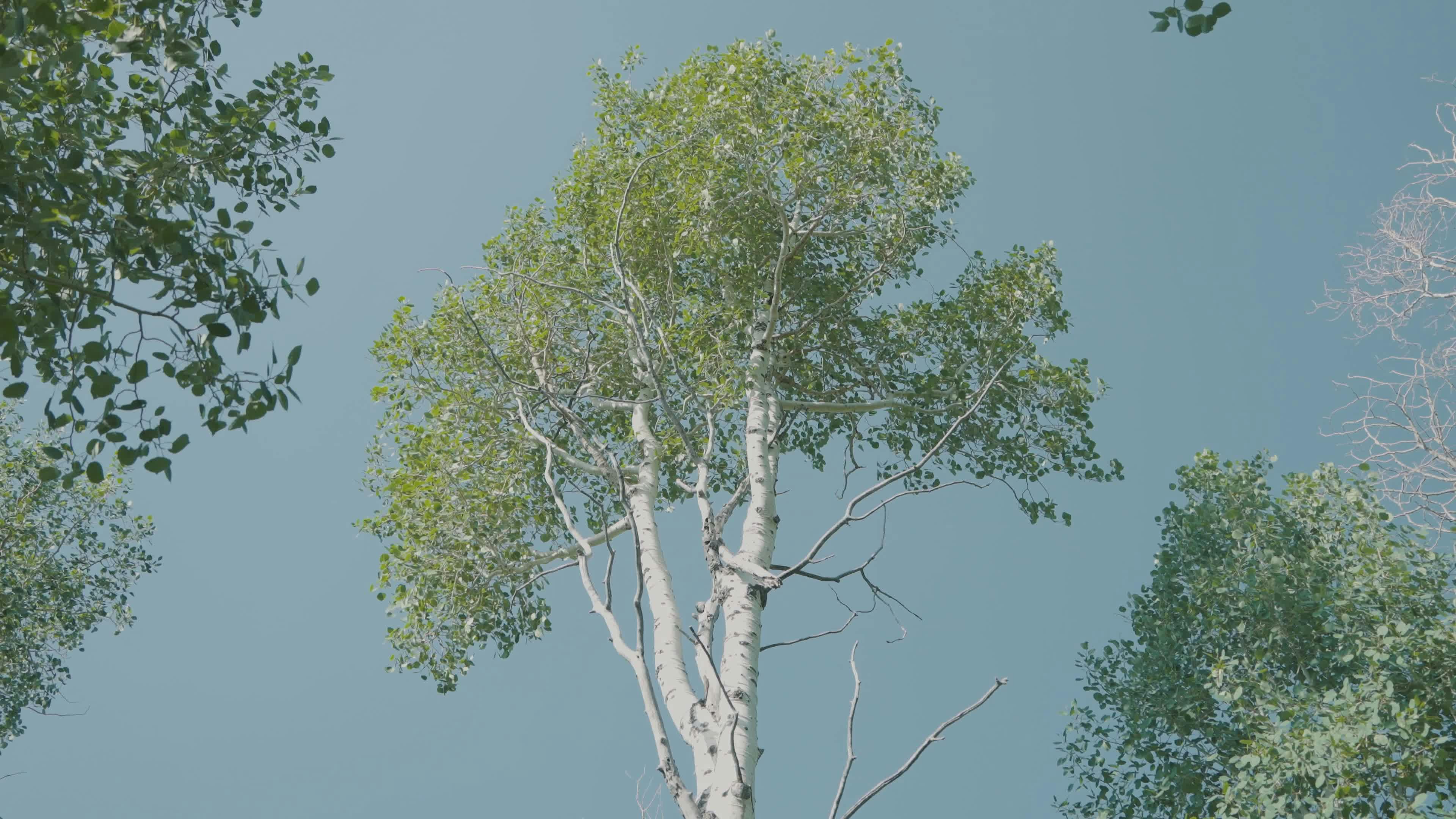 Tree Cinematic Videos, Download The BEST Free 4k Stock Video Footage ...