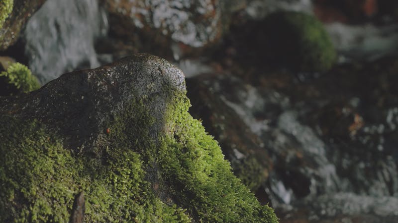 Calming Nature Videos, Download The BEST Free 4k Stock Video Footage ...