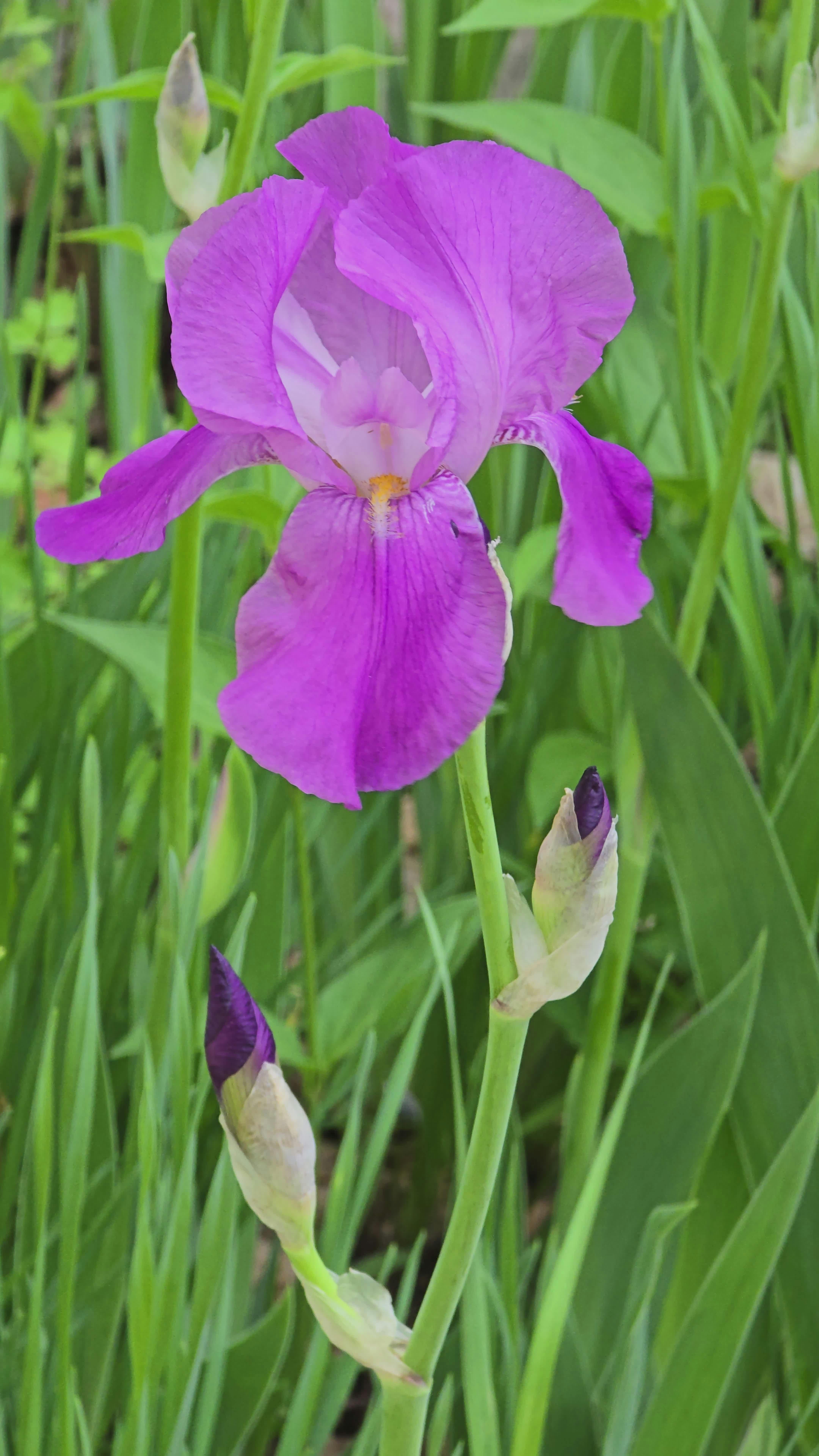 Iris Closeup Videos, Download The BEST Free 4k Stock Video Footage ...