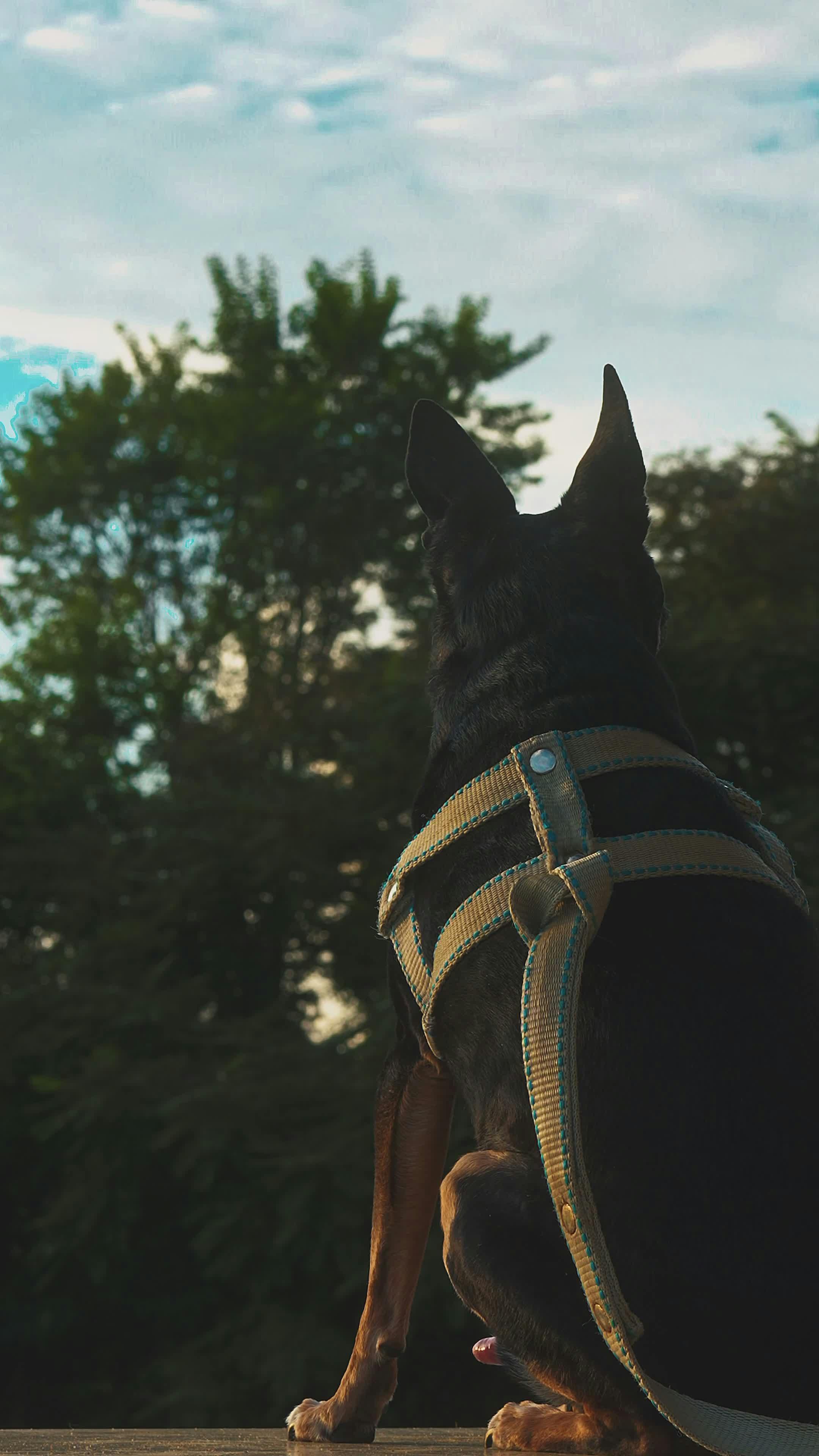 Dog Ticks Videos, Download The BEST Free 4k Stock Video Footage & Dog ...