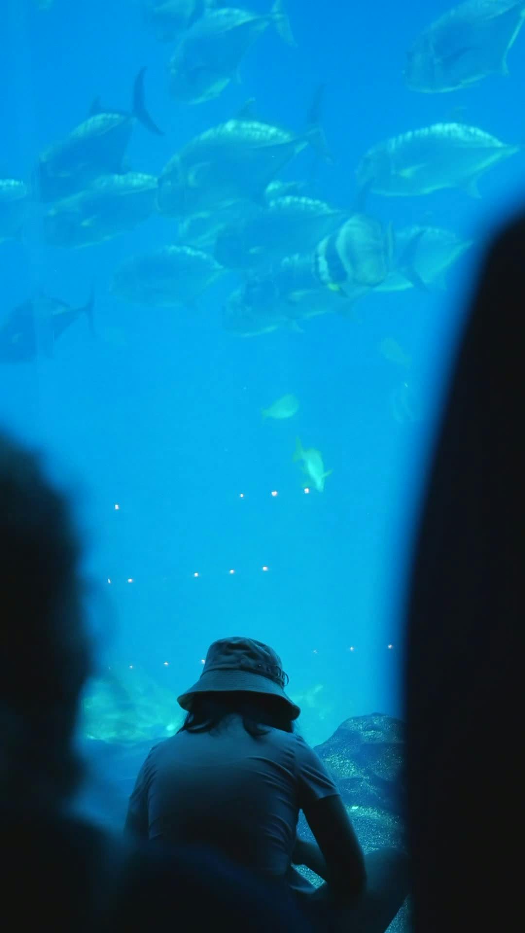 Aquarium Visitor Watching Fish Swim Gracefully Free Stock Video Footage ...