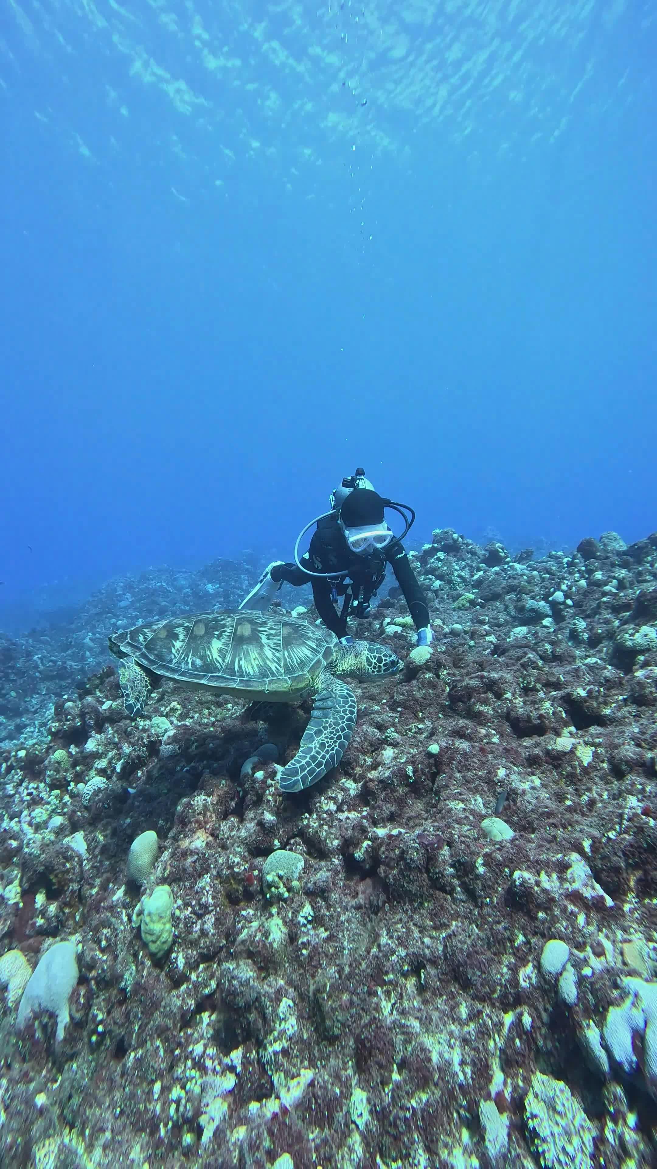 Turtle Rabbit Videos, Download The BEST Free 4k Stock Video Footage ...