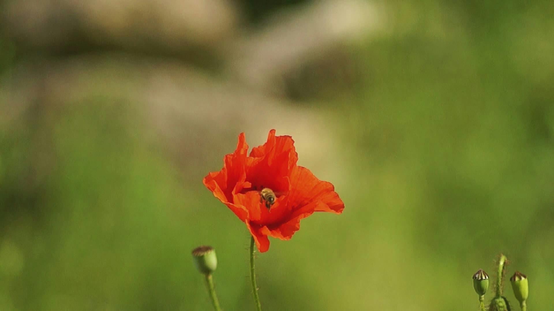 Bely+Belinda+Shiny+Flowers Videos, Download The BEST Free 4k Stock ...