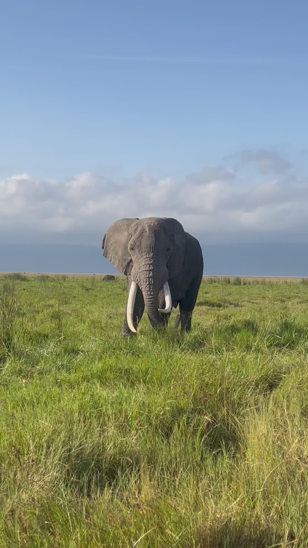 African Elephant Videos, Download The BEST Free 4k Stock Video Footage ...