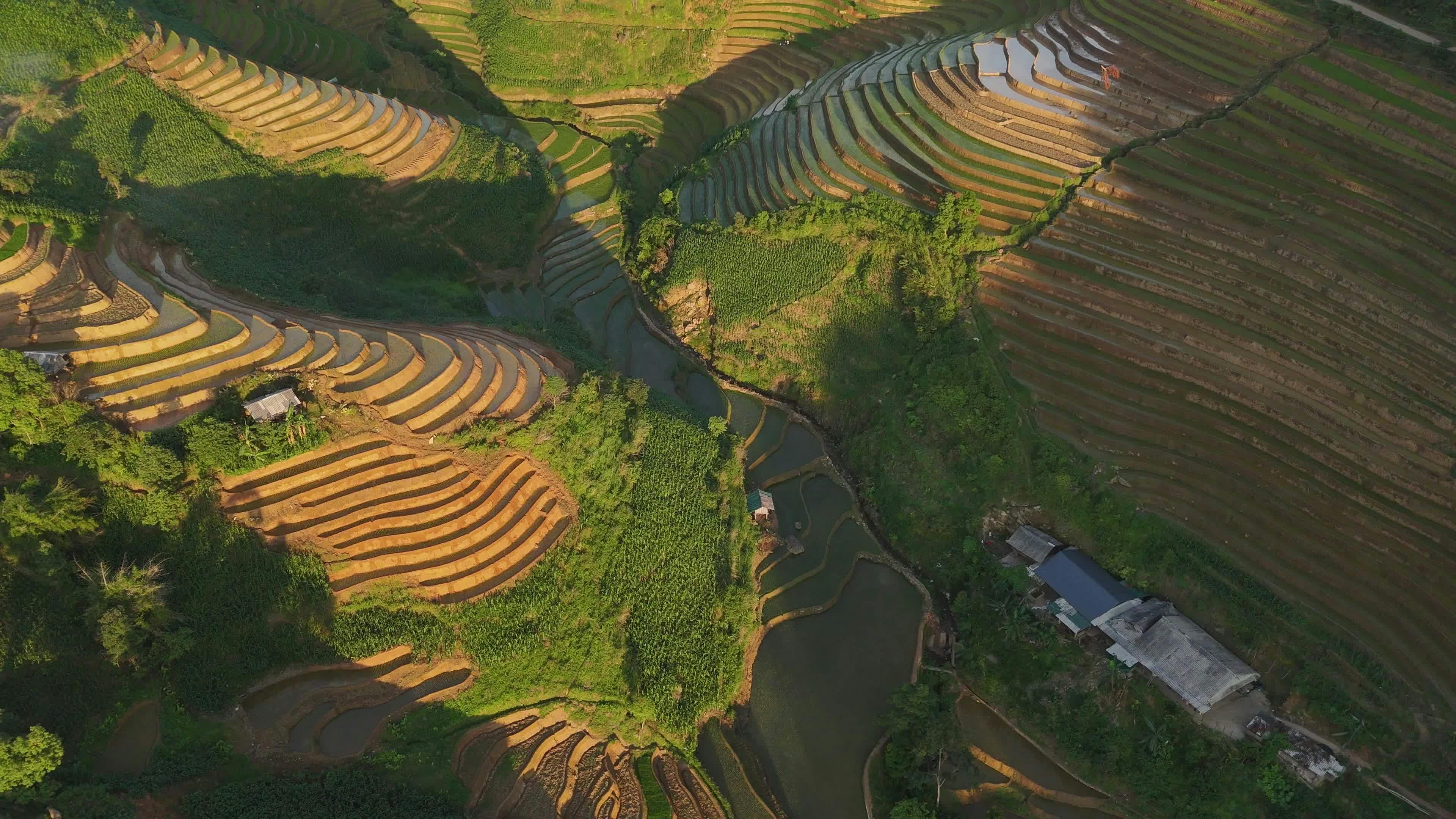 Aerial View of Lush Green Terraced Rice Fields Free Stock Video Footage ...