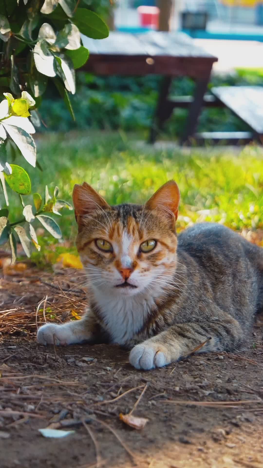 Cat Tried Videos, Download The BEST Free 4k Stock Video Footage & Cat ...