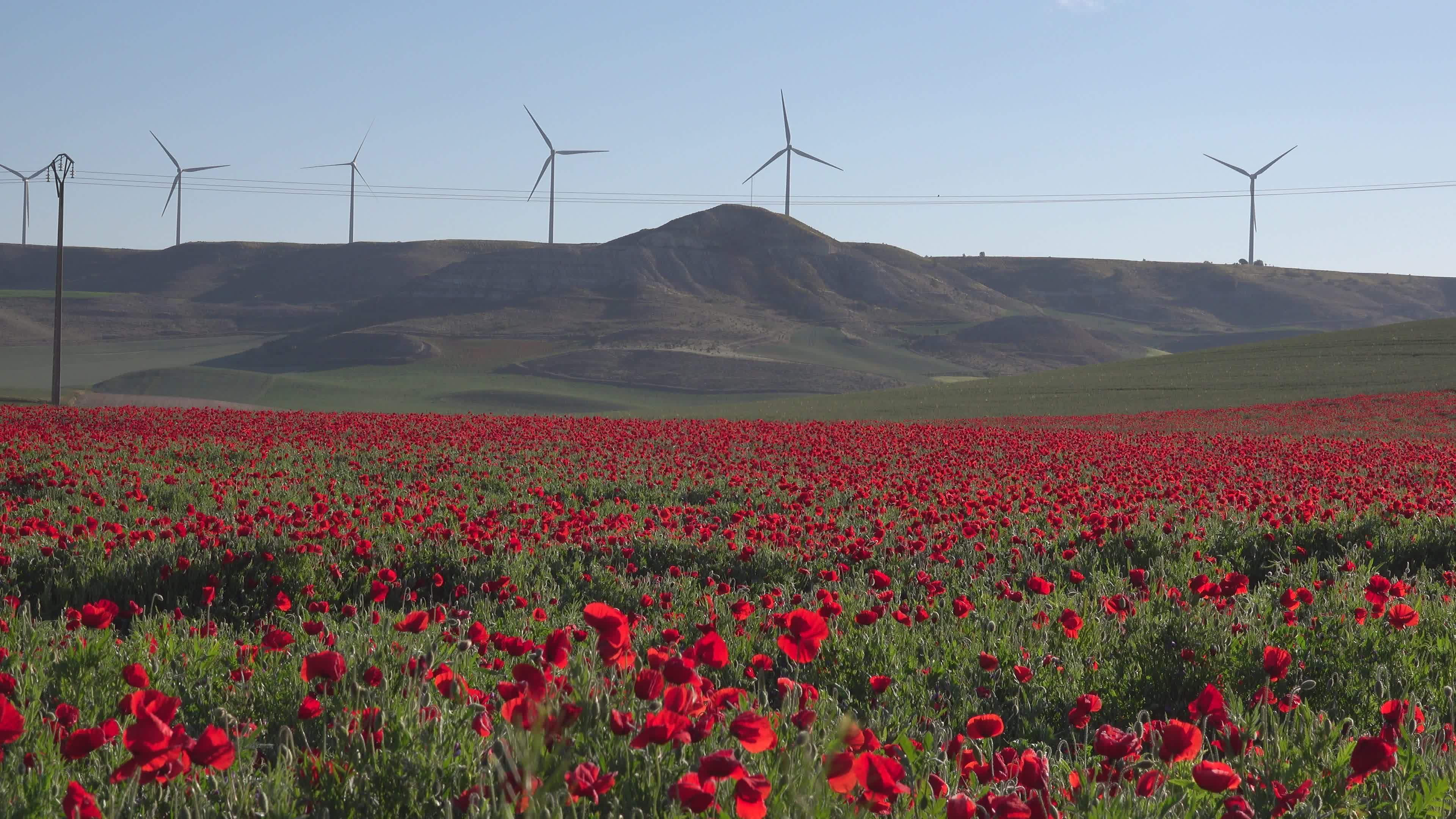Red Poppy Field with Wind Turbines in Background Free Stock Video ...