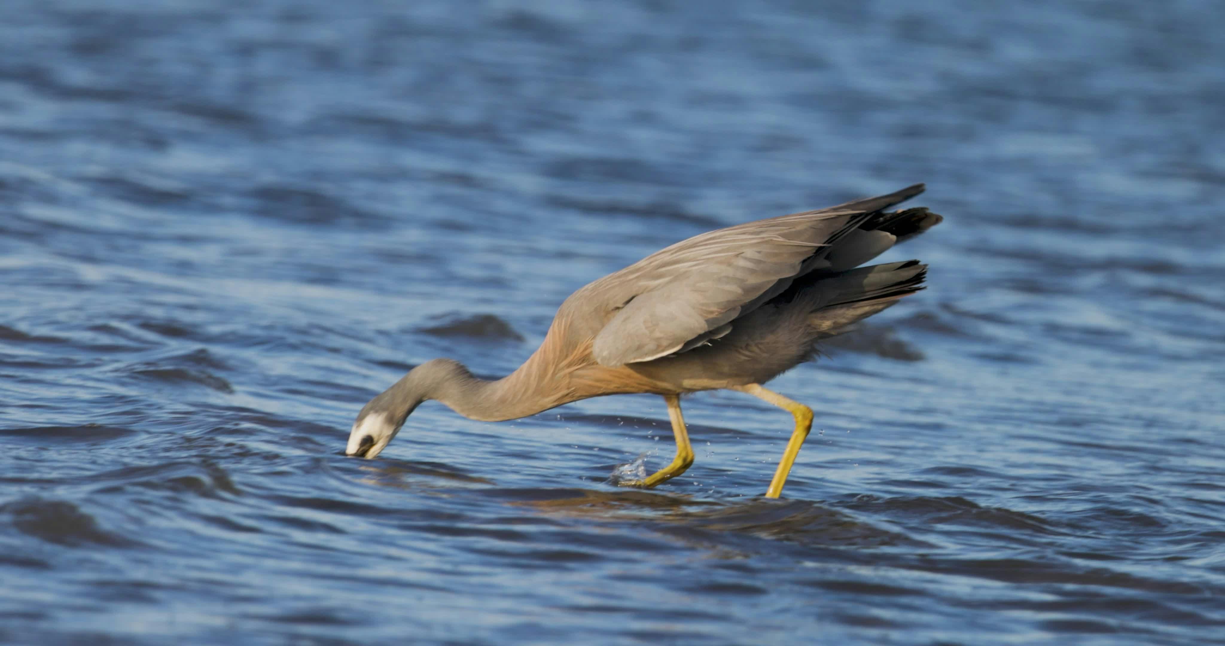 White-faced Heron Fishing in New Zealand Waters Free Stock Video ...
