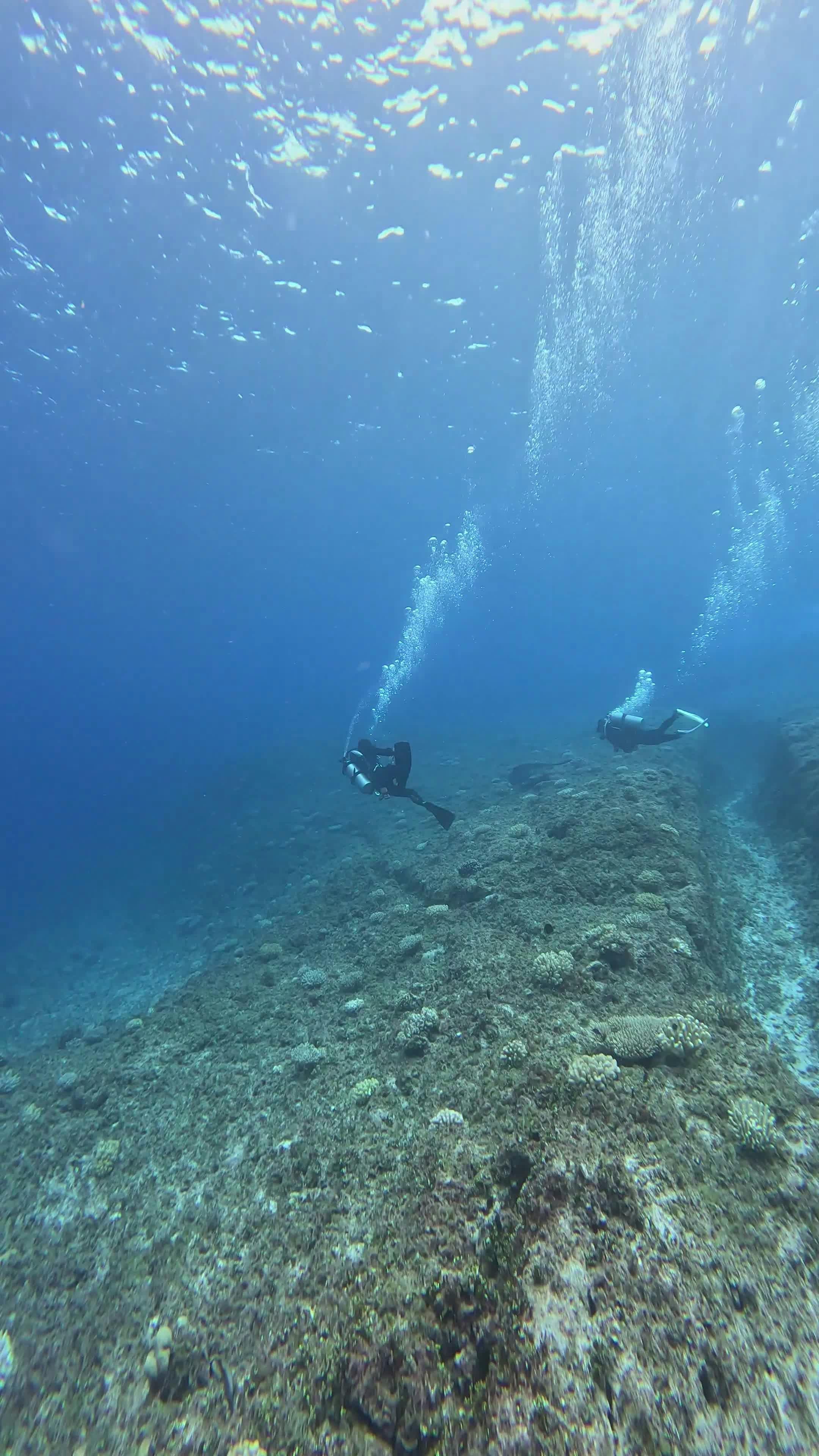 Underwater Scuba Diving Adventure in the Ocean Free Stock Video Footage, Royalty-Free 4K & HD ...