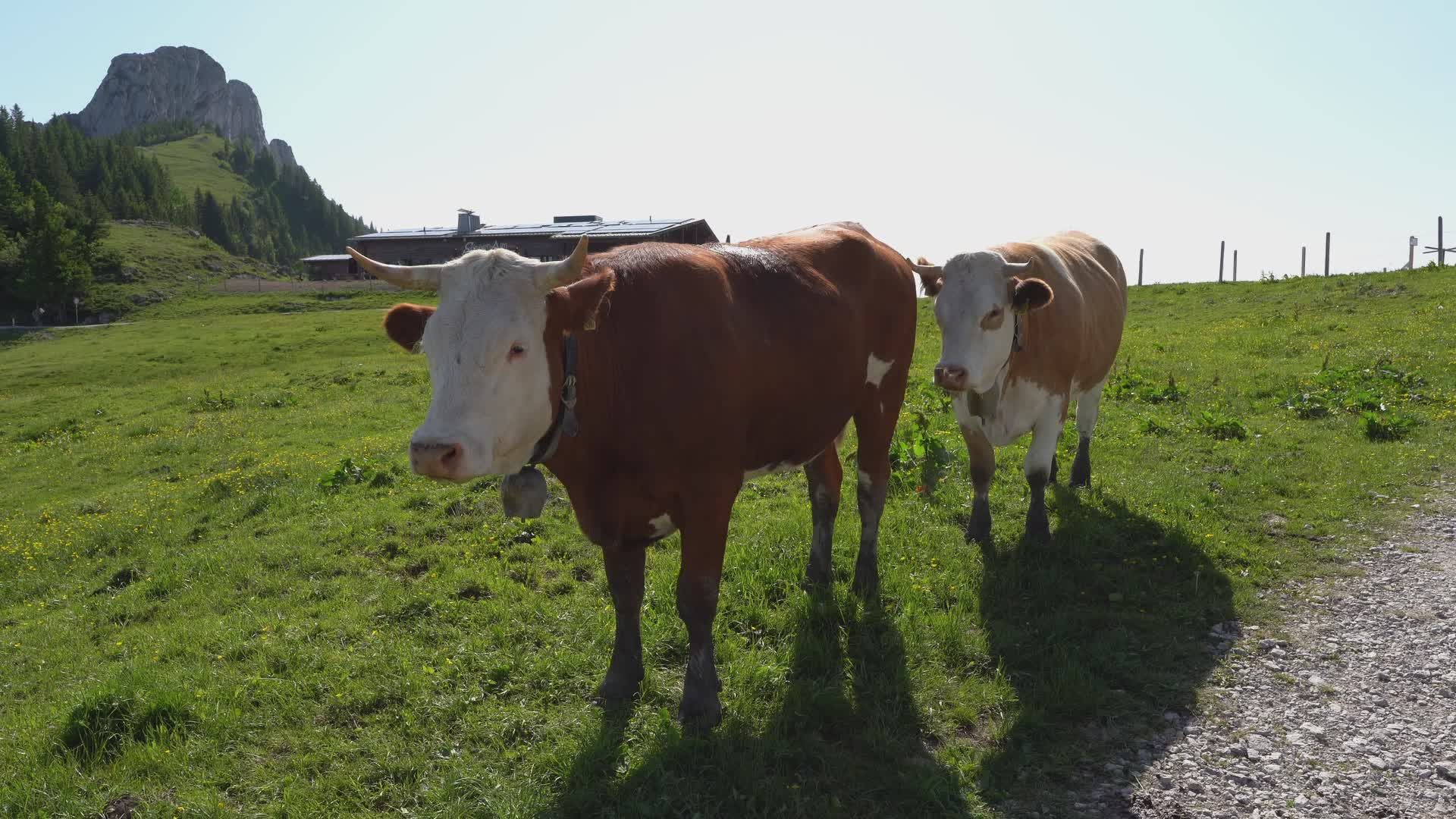 Peaceful Cows Grazing in Bavarian Alps Free Stock Video Footage ...