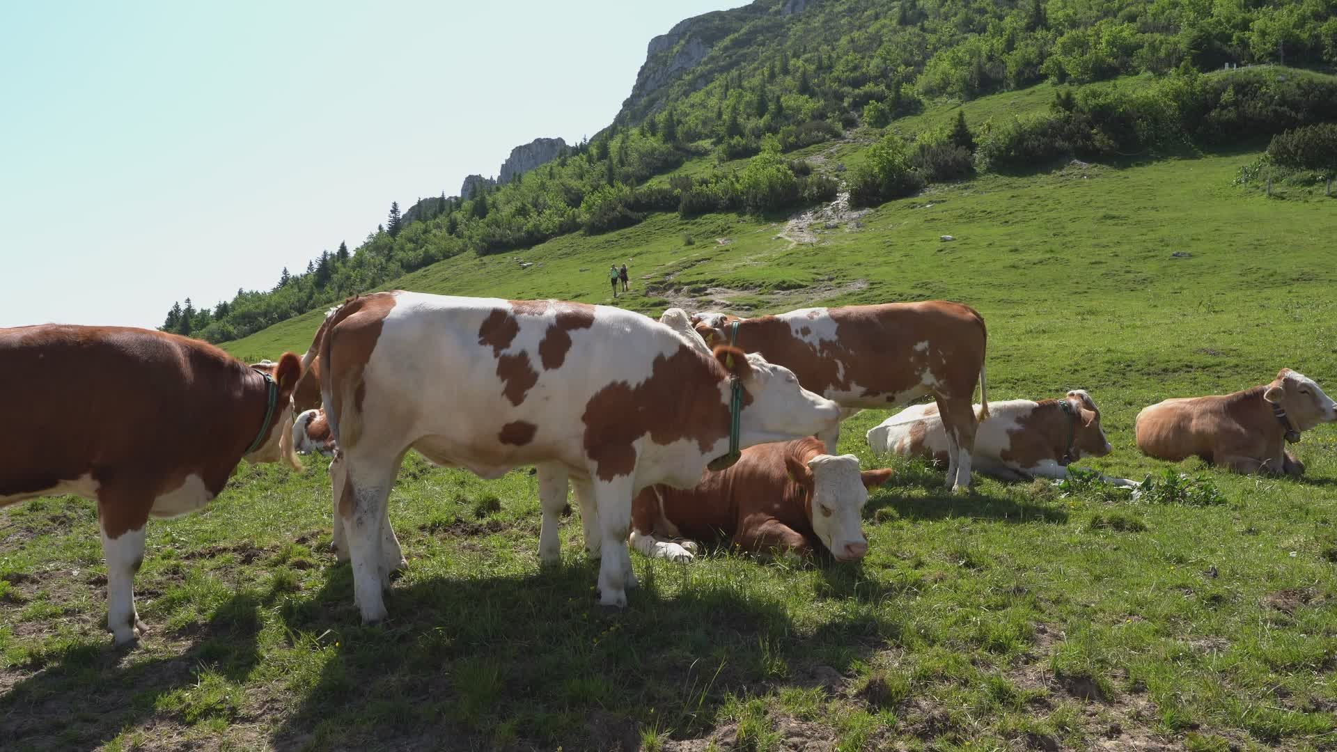 Tranquil Scene of Cows in Bavarian Alps Free Stock Video Footage ...