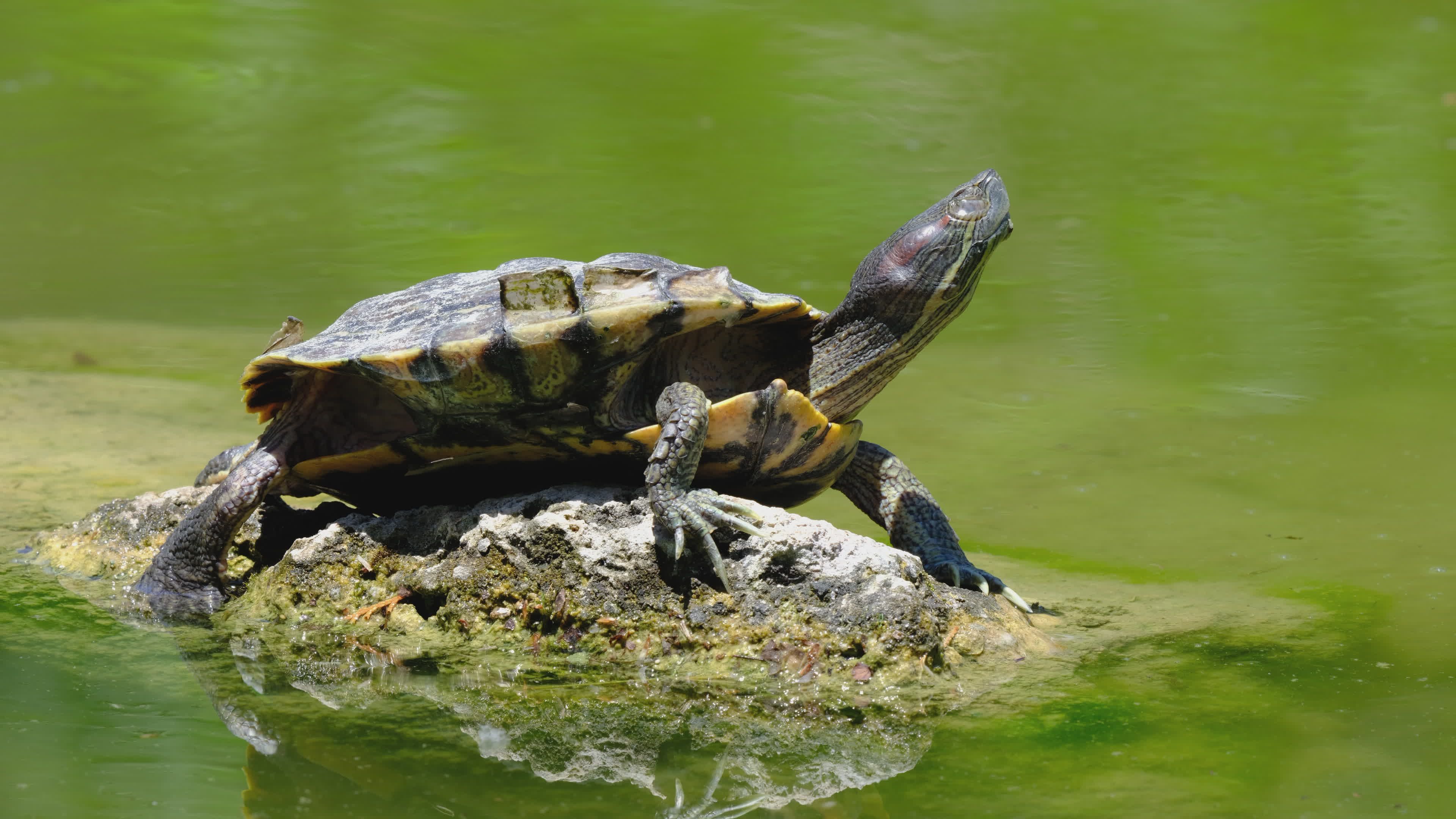Turtle Basking on Rock in Sunny Pond Free Stock Video Footage, Royalty ...