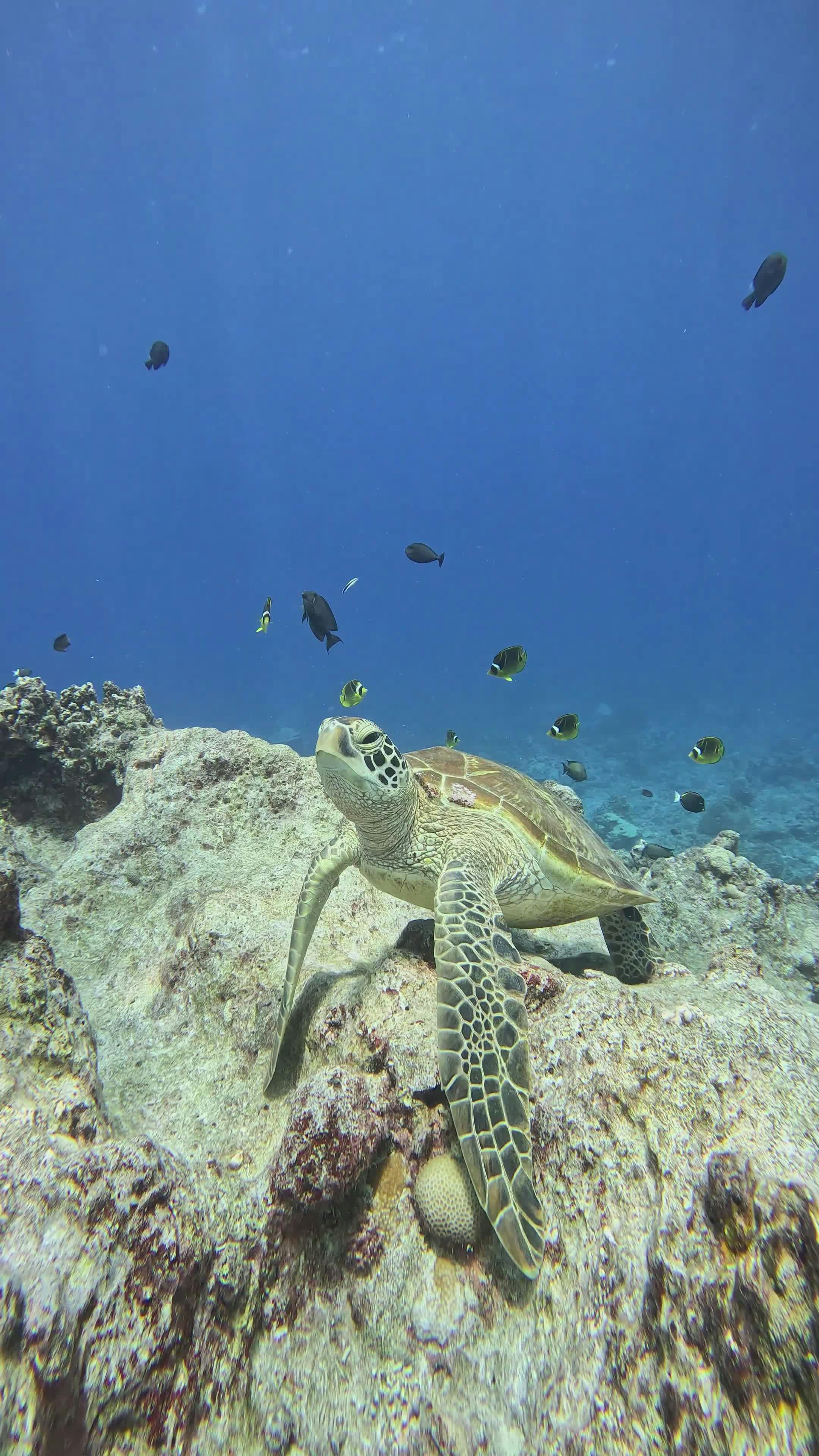 +Wowtr，Cm Videos, Download The BEST Free 4k Stock Video Footage ...