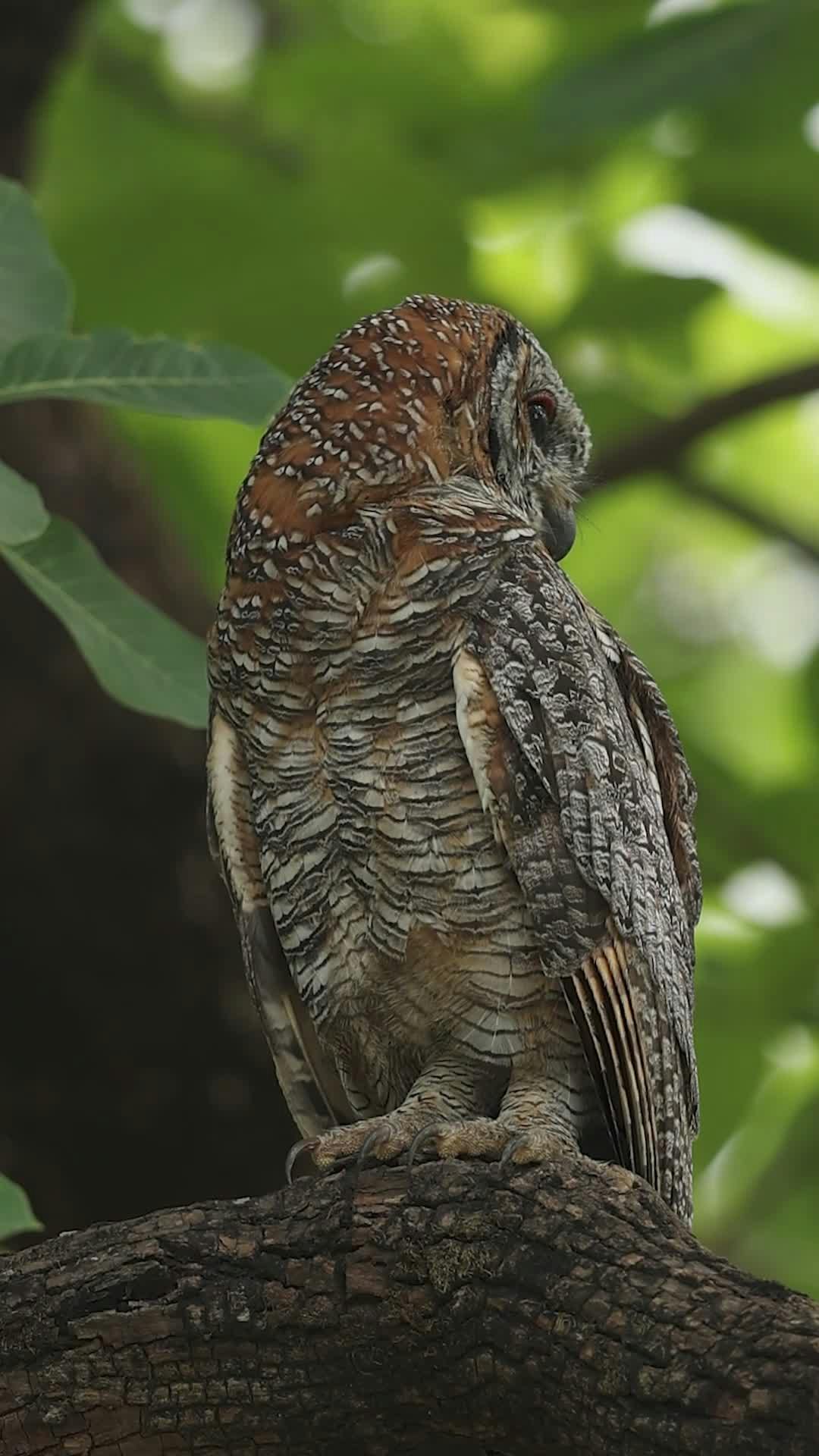 Video+Bokep+Viral+Gojek+Terbaru Videos, Download The BEST Free 4k Stock Video Footage & Video ...