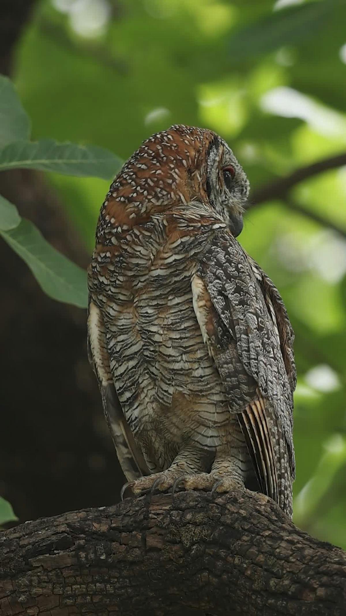 Punjabi+Fuddi+Video Videos, Download The BEST Free 4k Stock Video Footage & Punjabi+Fuddi+Video ...