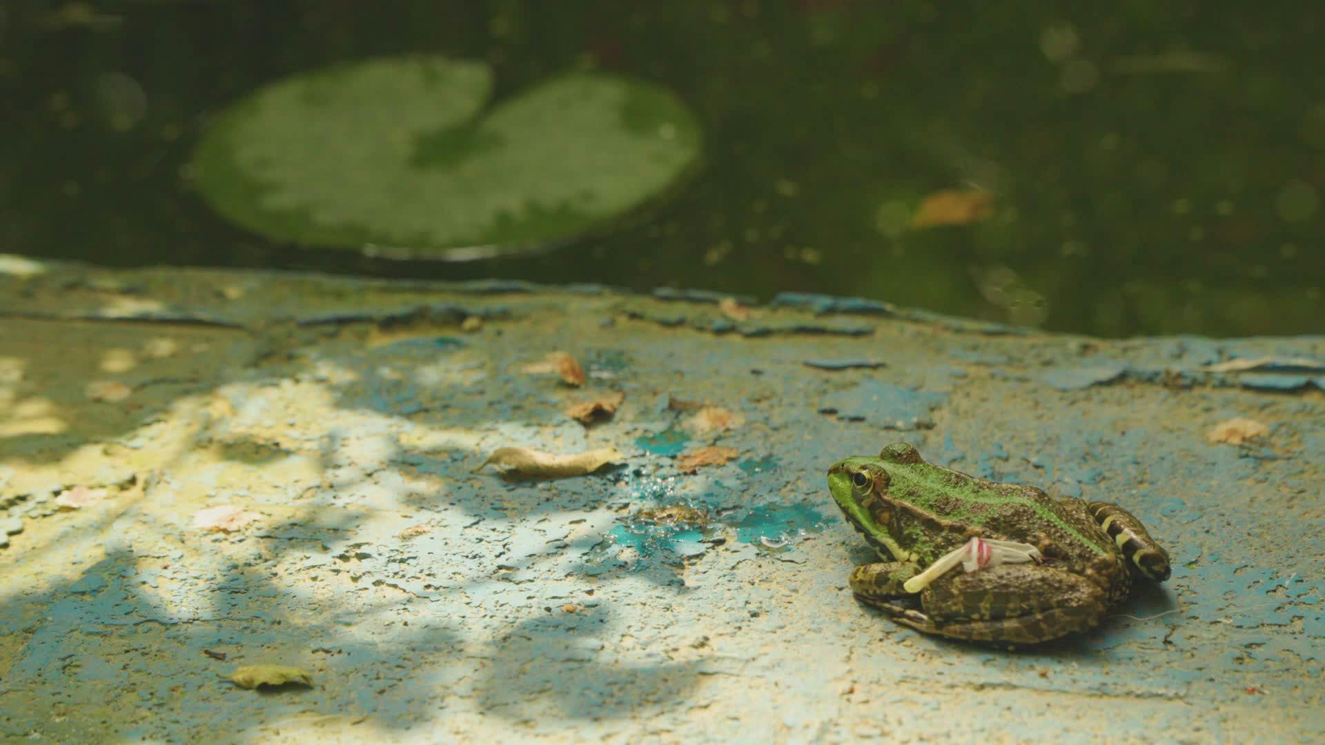 Rana Verde Descansando Junto A Un Estanque De Lirios · Vídeo de stock ...