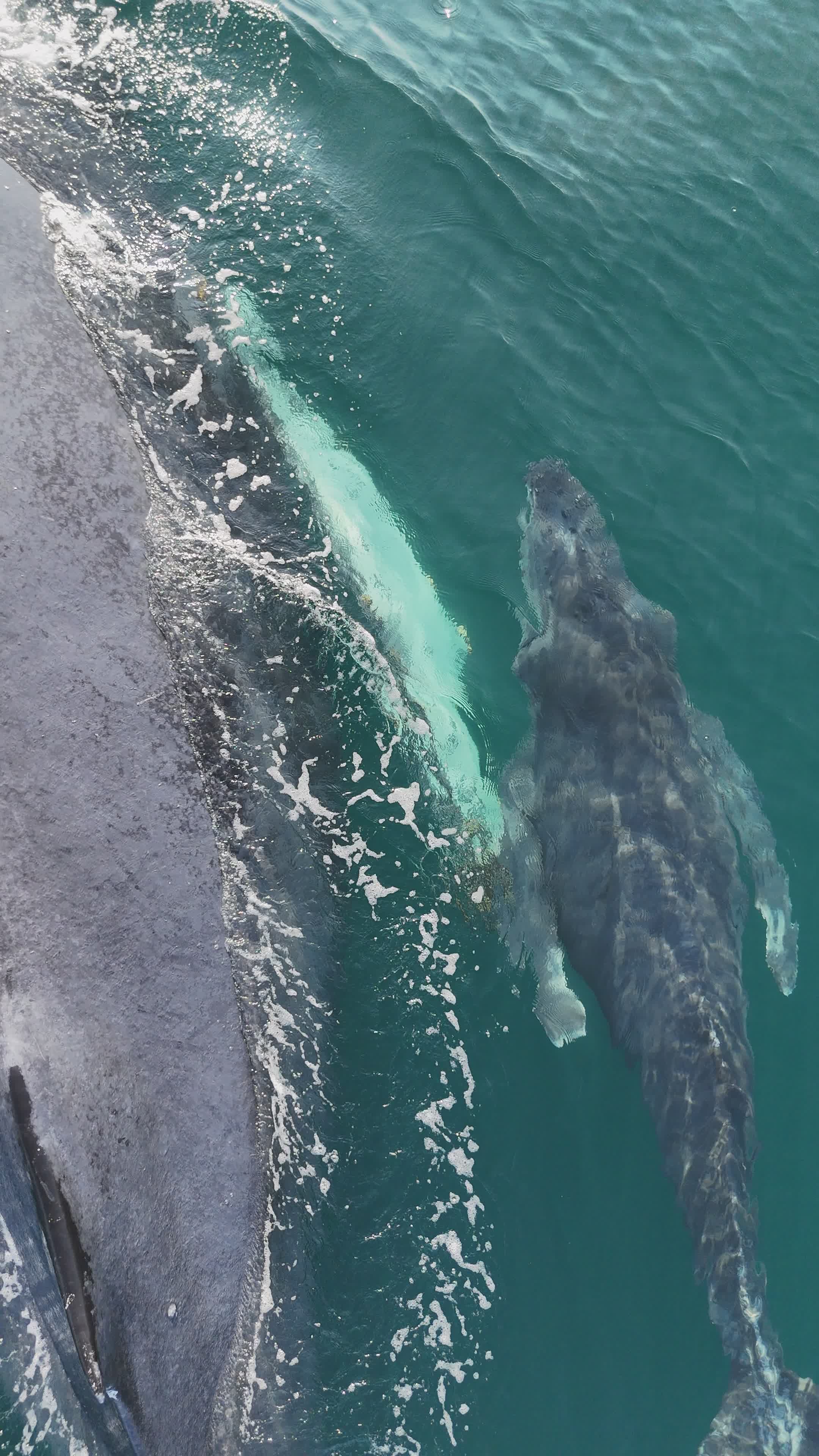 Whale Computer Wallpaper Videos, Download The BEST Free 4k Stock Video ...