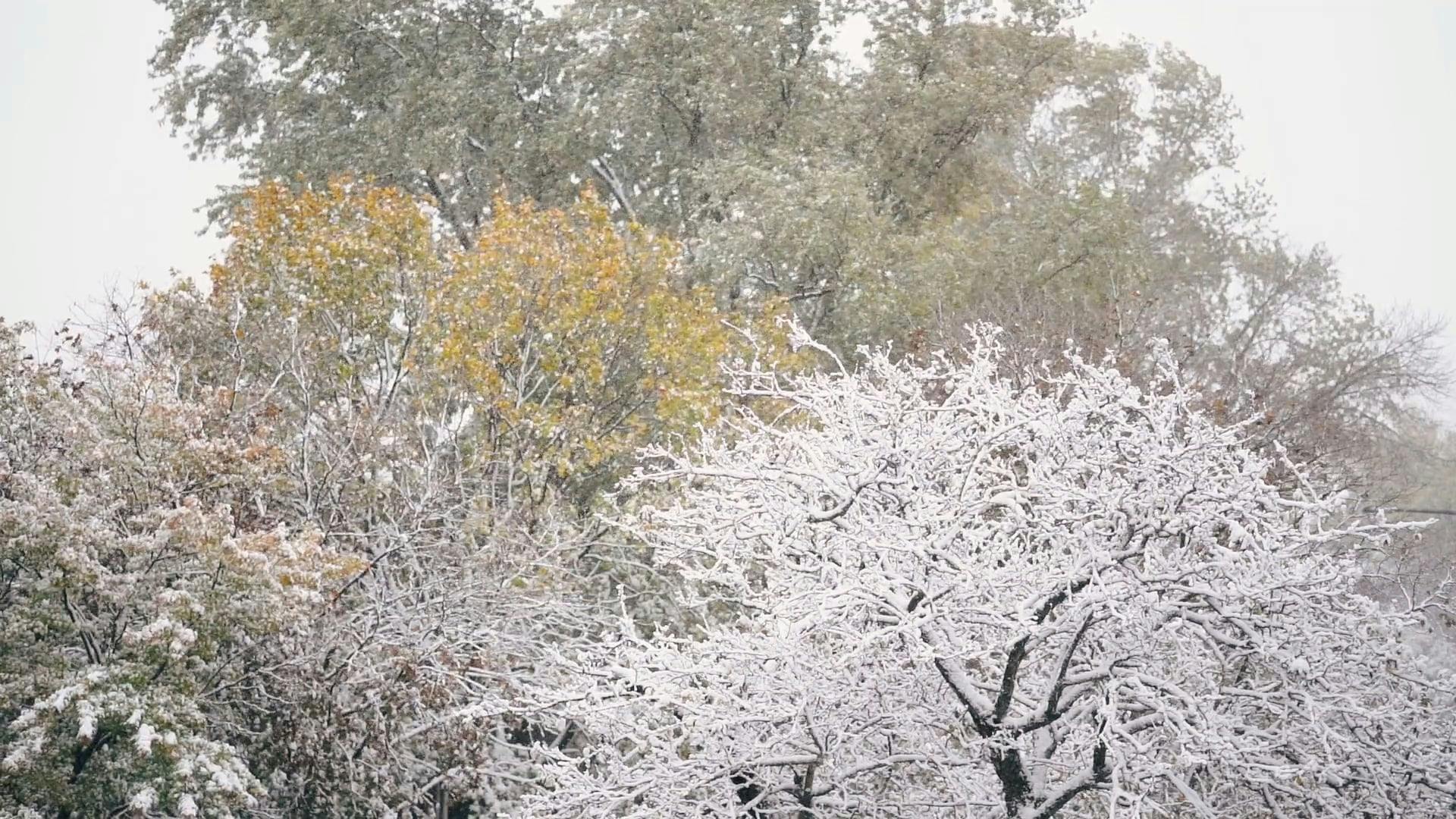 Snow Falling Video Free Stock Video Footage, Royalty-Free 4K & HD Video ...