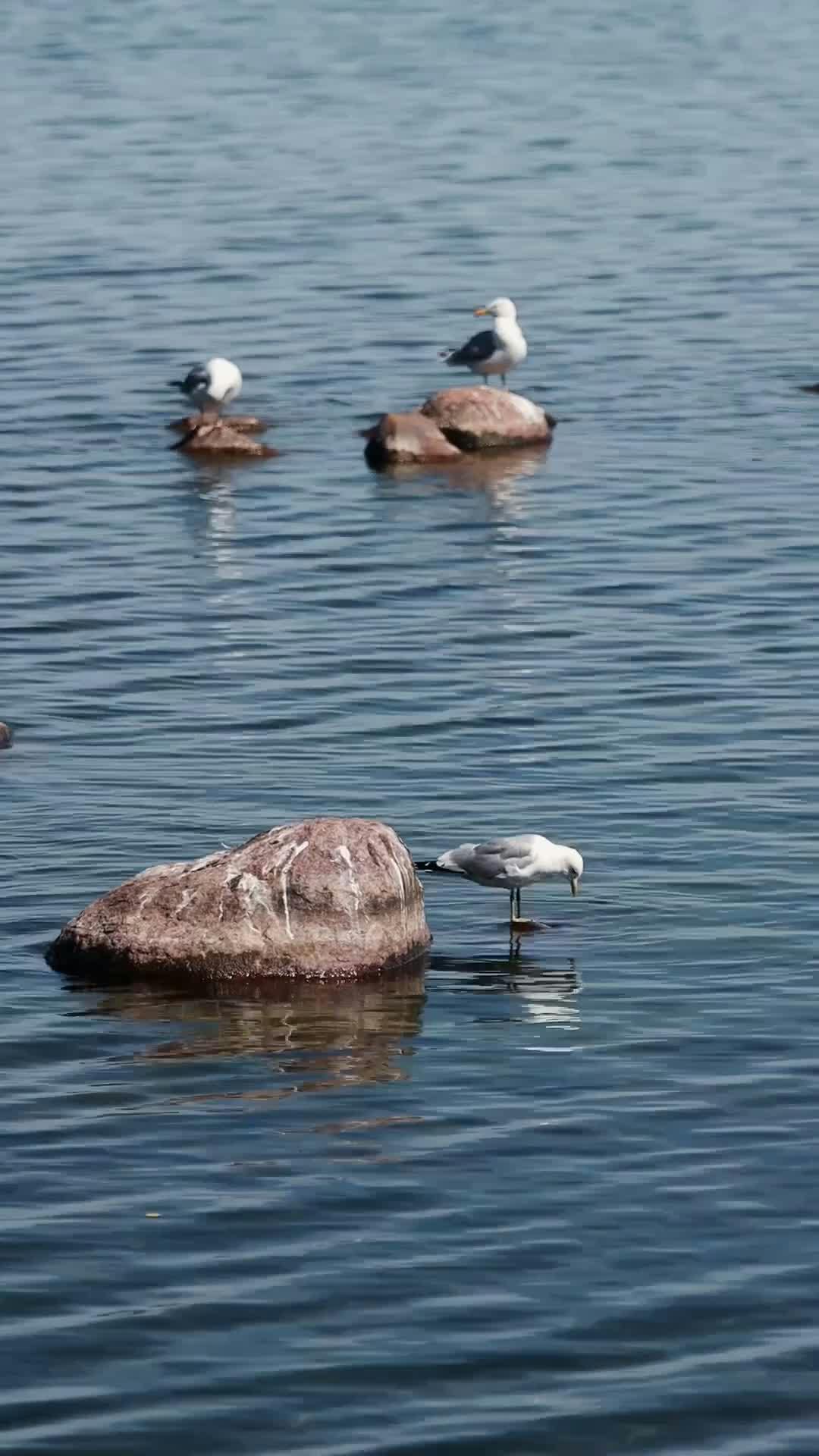Bird Isareti Videos, Download The BEST Free 4k Stock Video Footage ...