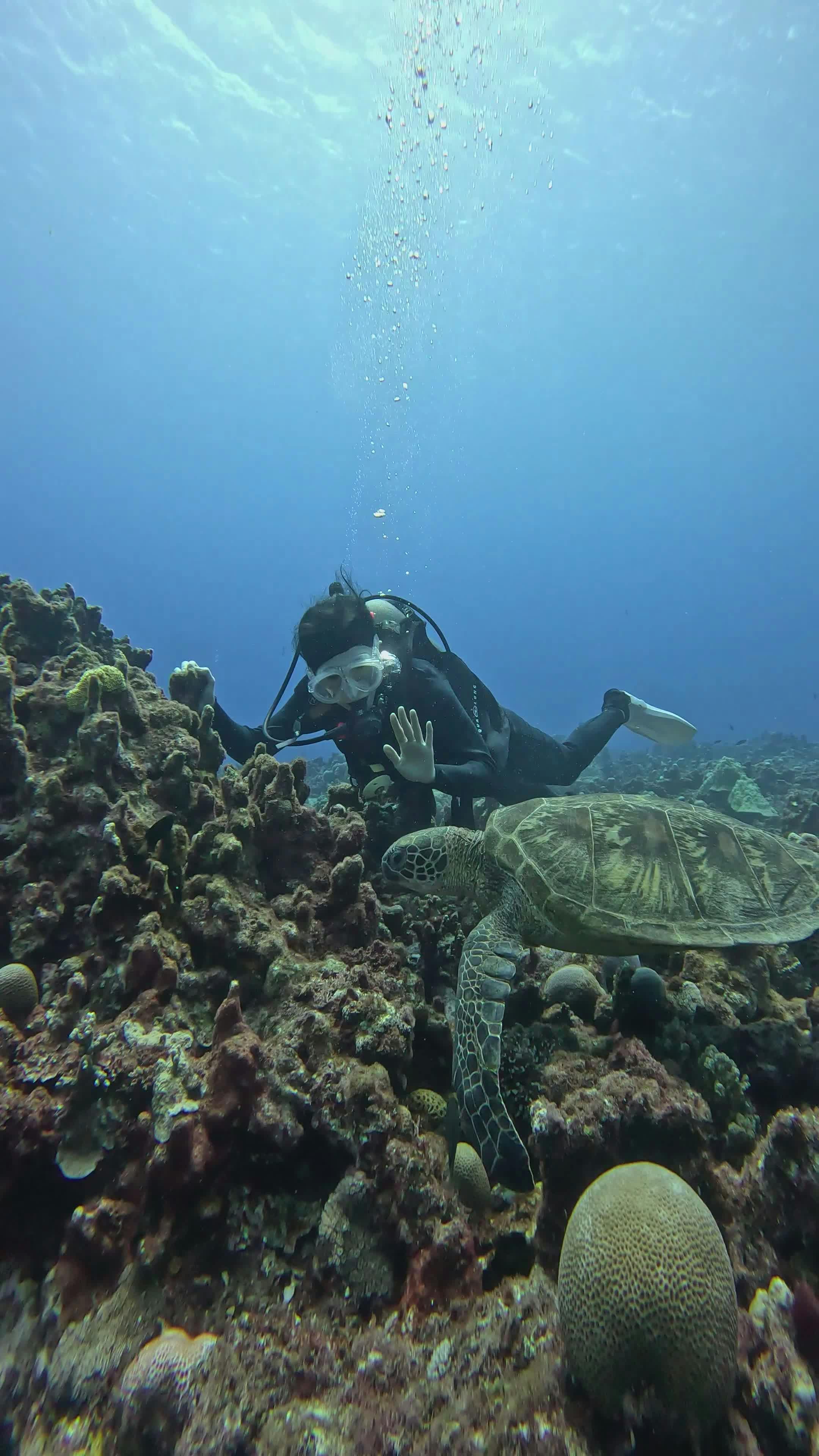 Wild Sea Turtle Videos, Download The BEST Free 4k Stock Video Footage ...