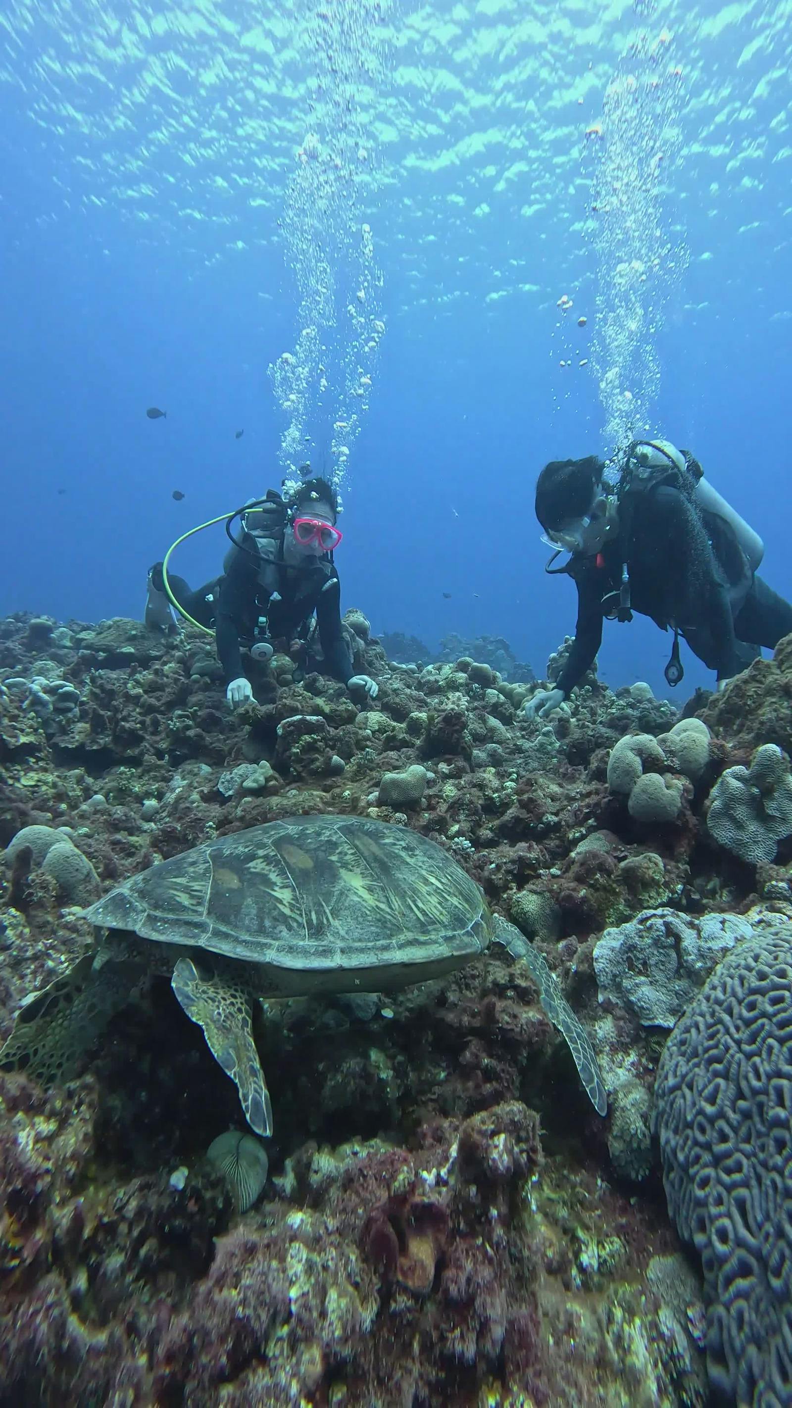 Sea Turtle Videos, Download The BEST Free 4k Stock Video Footage & Sea ...