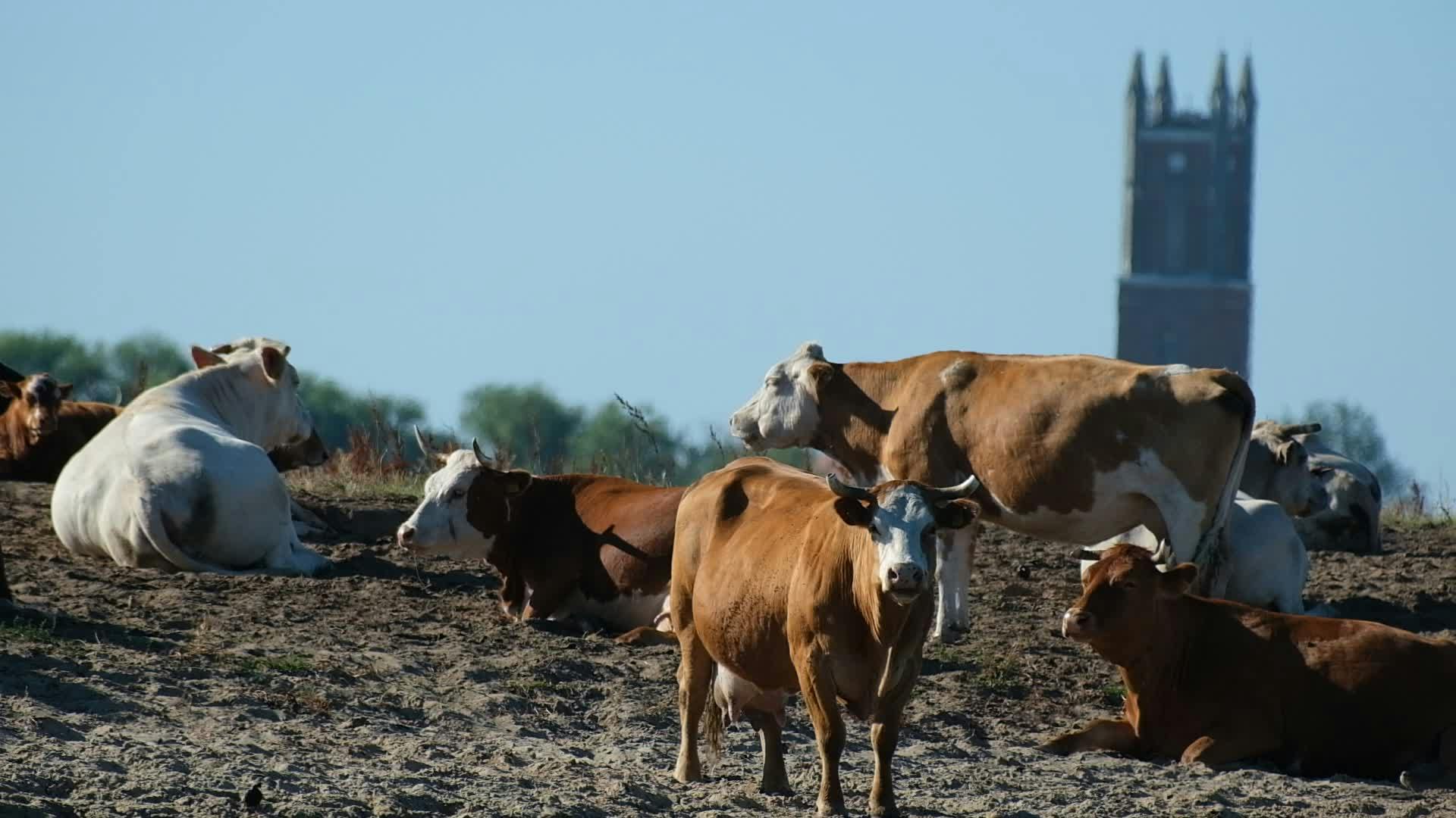 Animated Cows Videos, Download The BEST Free 4k Stock Video Footage ...