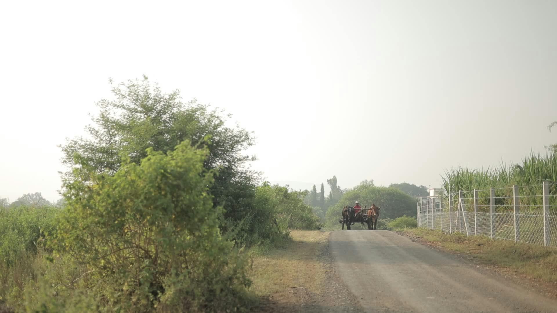 Horse Mating Videos, Download The BEST Free 4k Stock Video Footage ...