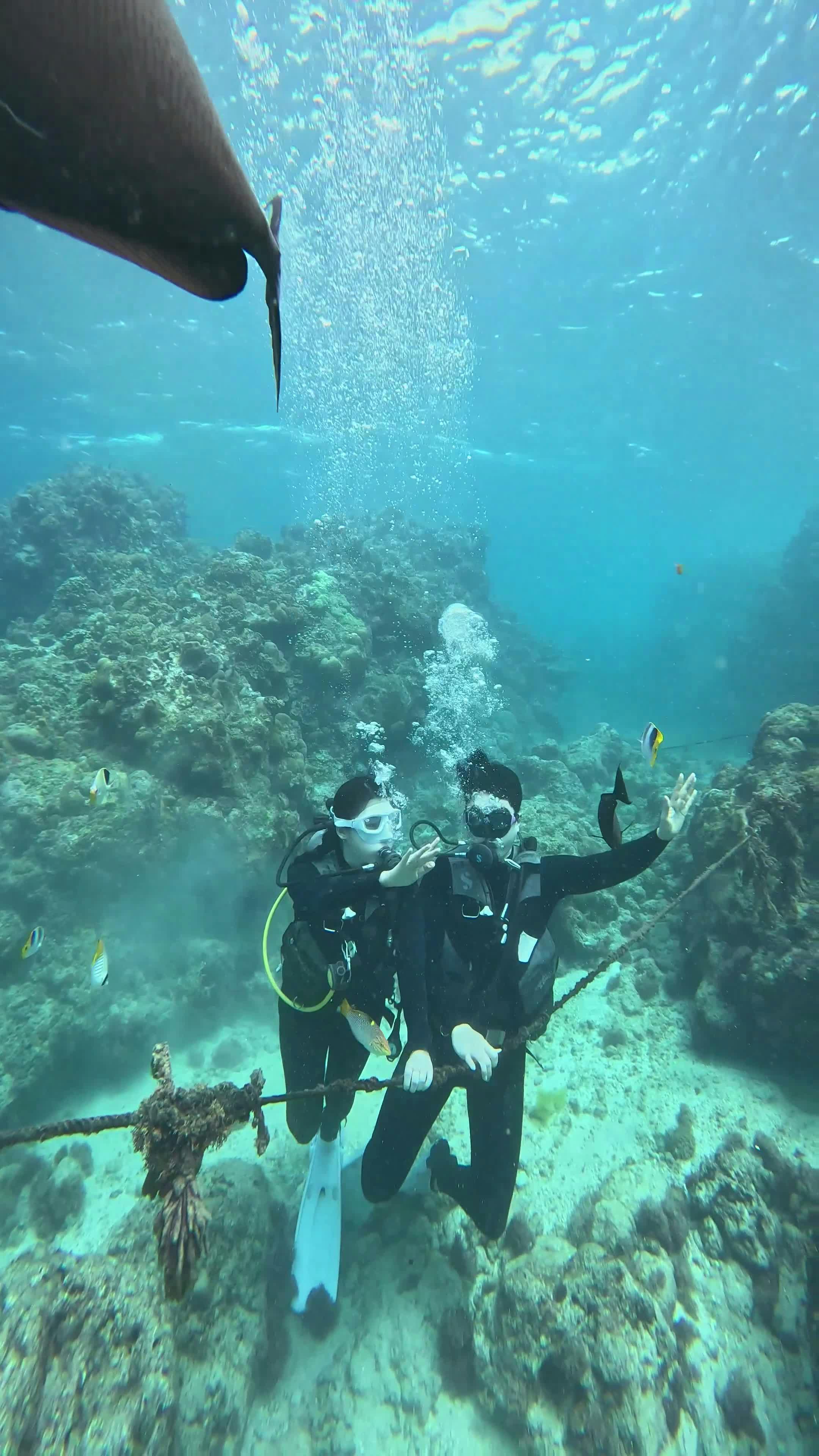 Praying Fish Videos, Download The BEST Free 4k Stock Video Footage ...