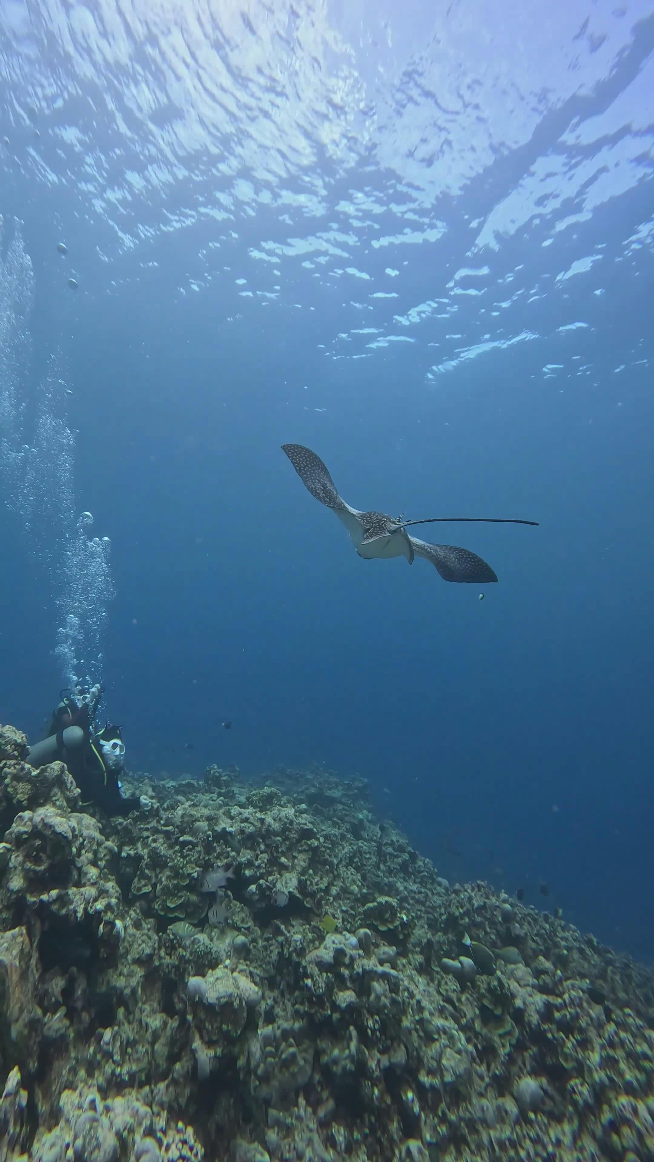 Underwater Ecosystem Videos, Download The BEST Free 4k Stock Video ...