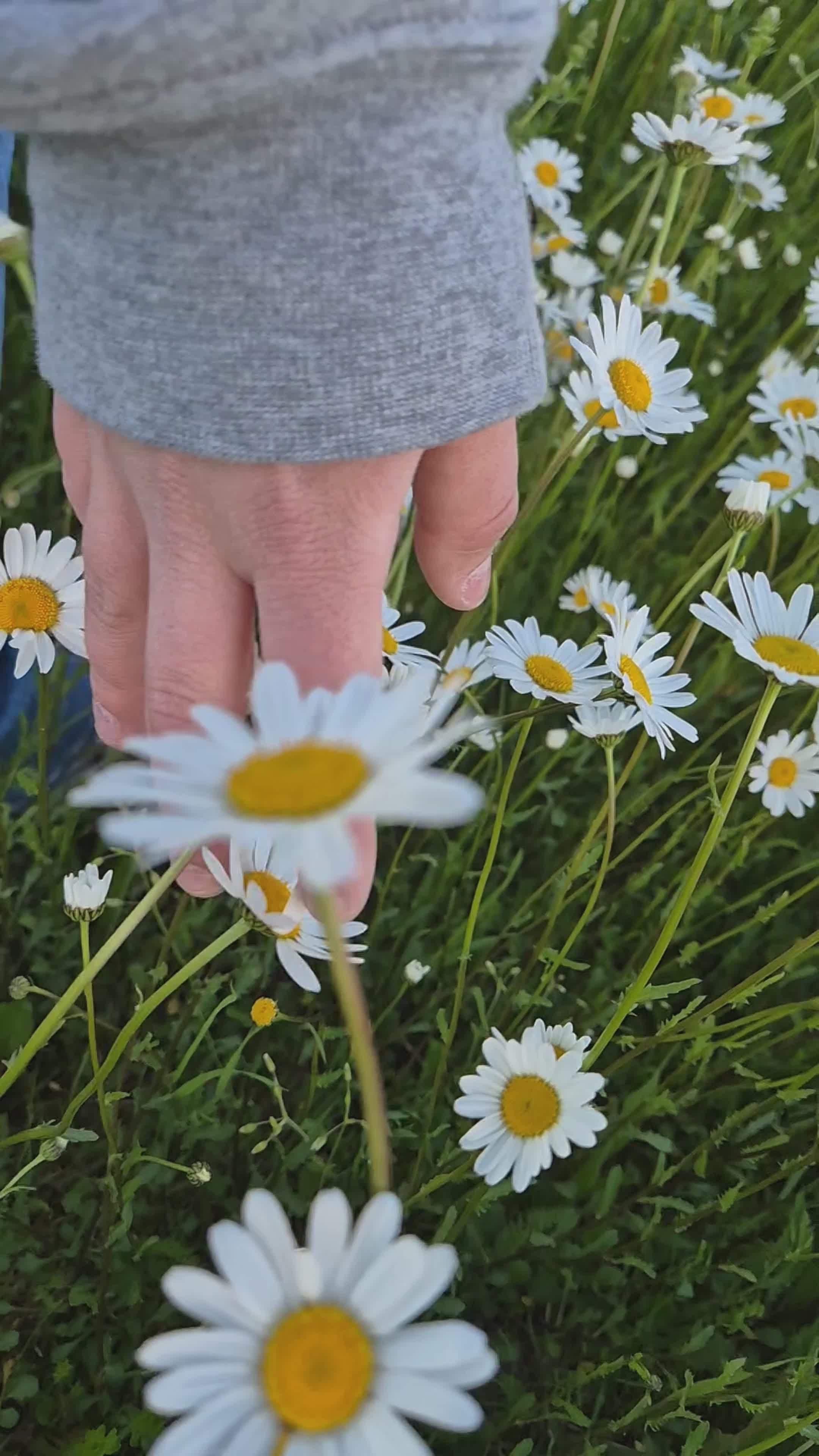 Hand Touching Daisies in Blooming Meadow Free Stock Video Footage ...