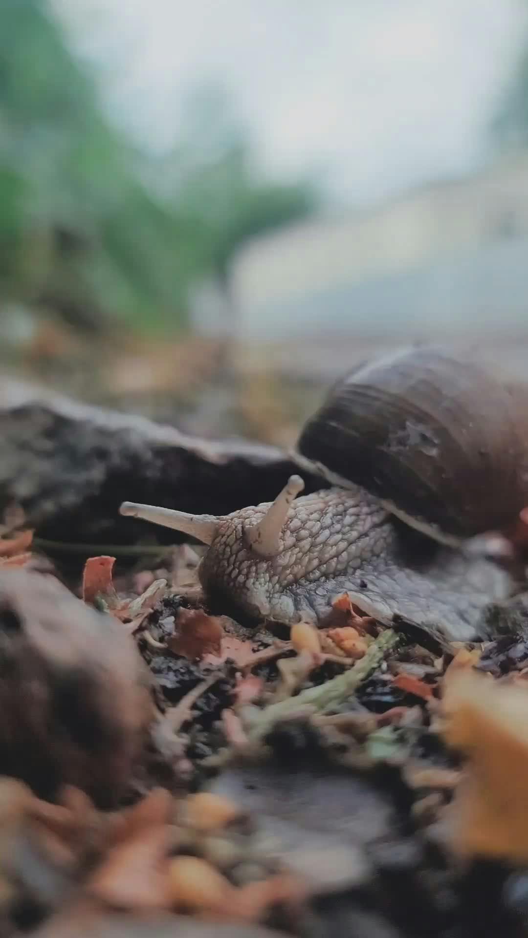 Animal Action Videos, Download The BEST Free 4k Stock Video Footage ...