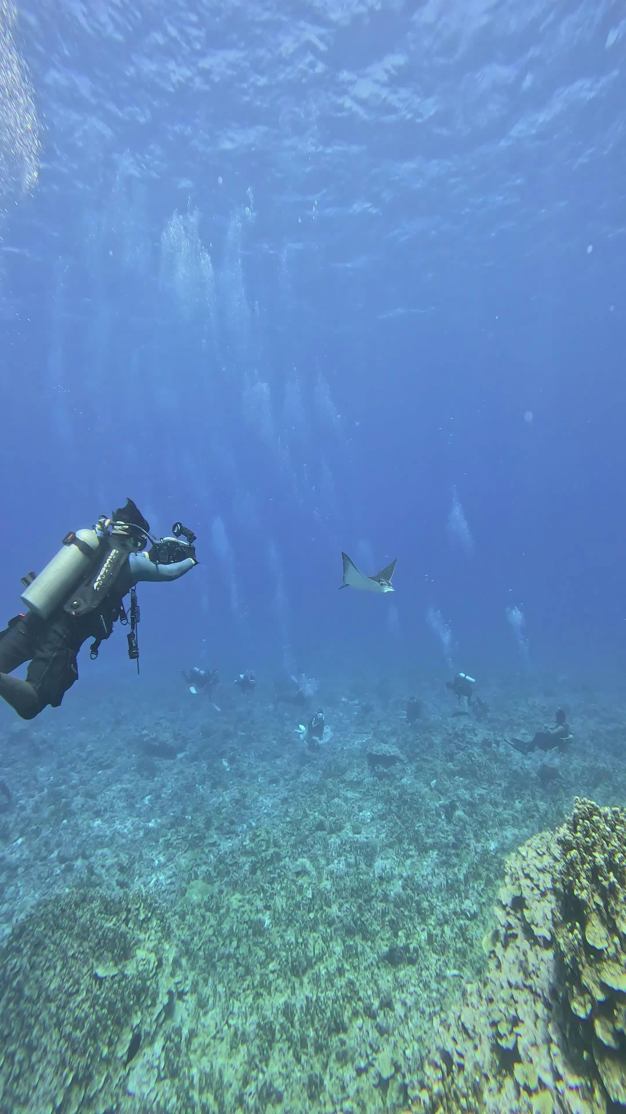 Sharking+Compilation Videos, Download The BEST Free 4k Stock Video ...