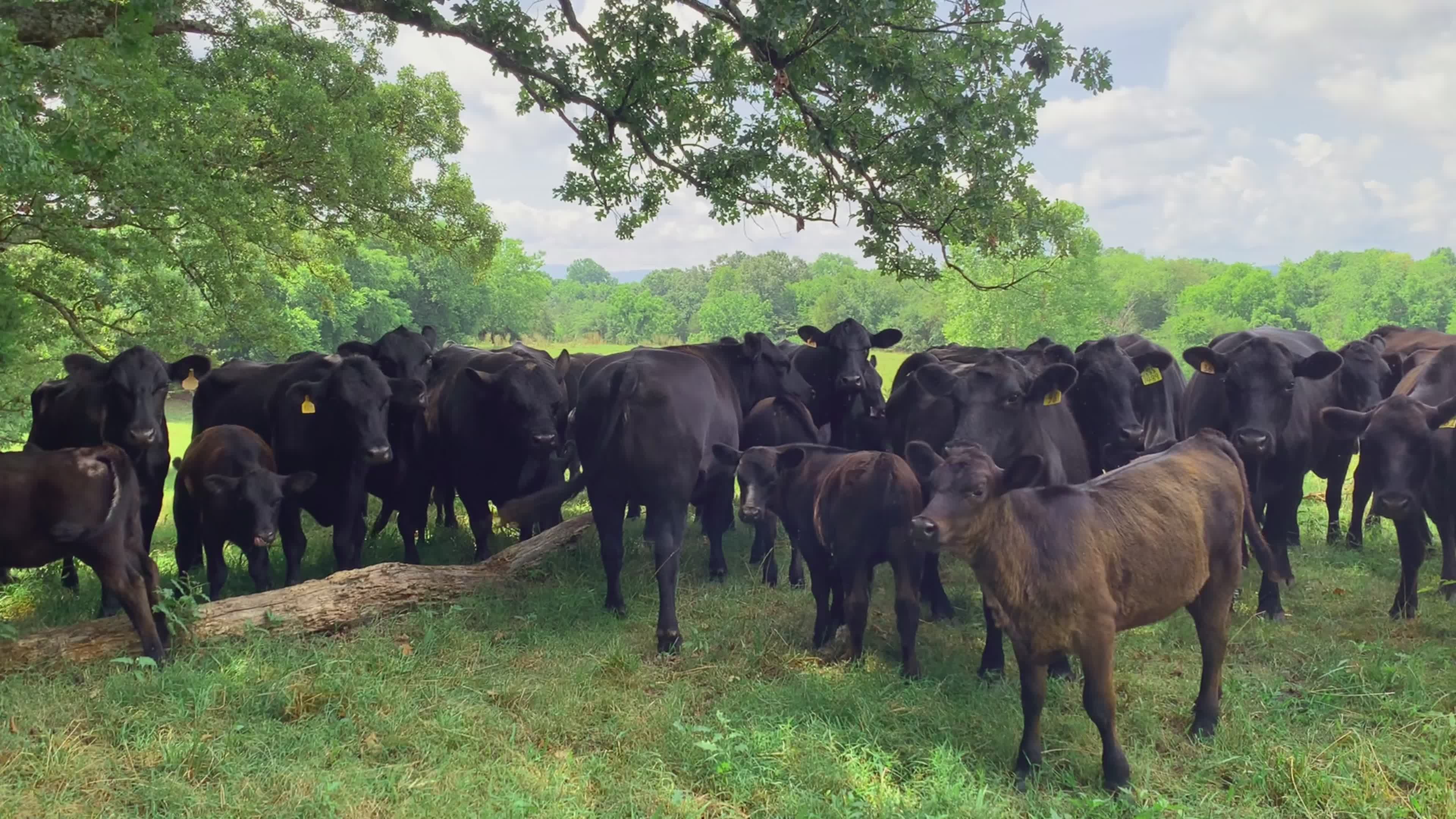 Cow Chute Videos, Download The BEST Free 4k Stock Video Footage & Cow ...