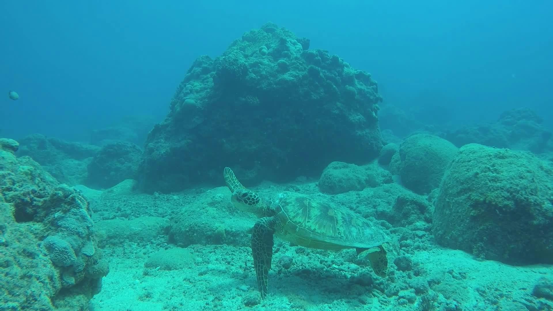Underwater View of Coral Reef with Sea Turtle Free Stock Video Footage ...