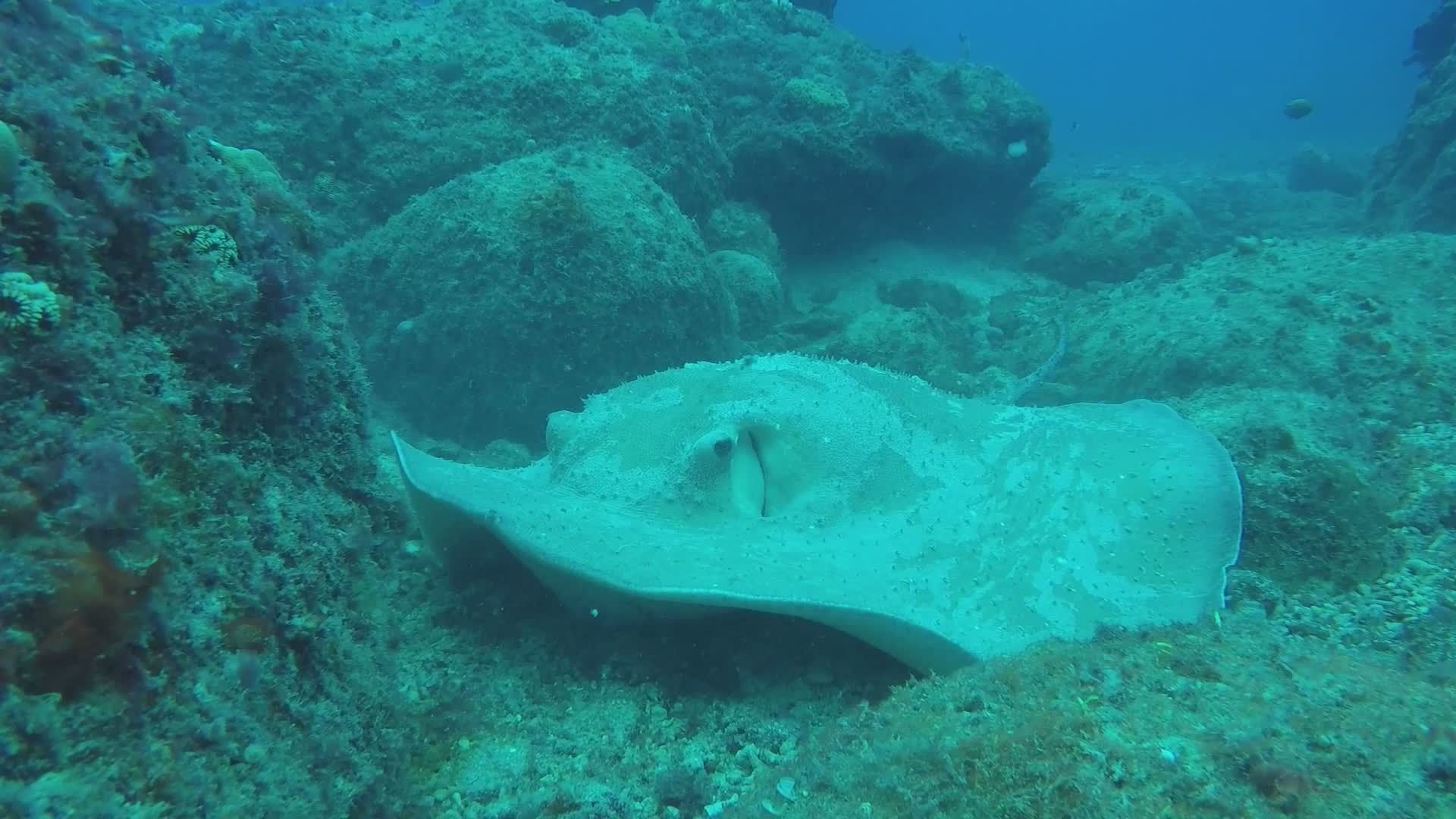 Serene Underwater Scene with Graceful Stingray Free Stock Video Footage ...