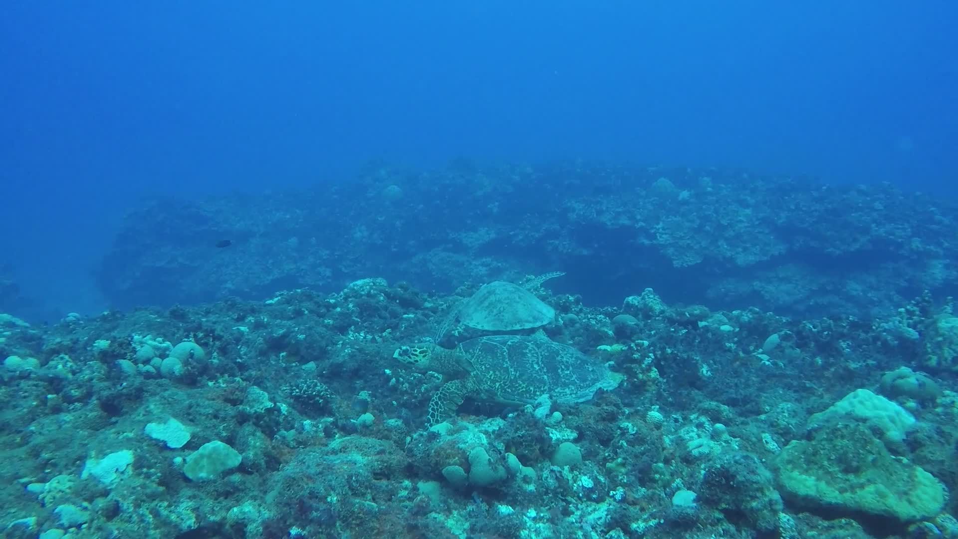 Sea Reefs Videos, Download The BEST Free 4k Stock Video Footage & Sea ...