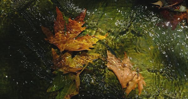 Calming Nature Videos, Download The BEST Free 4k Stock Video Footage ...