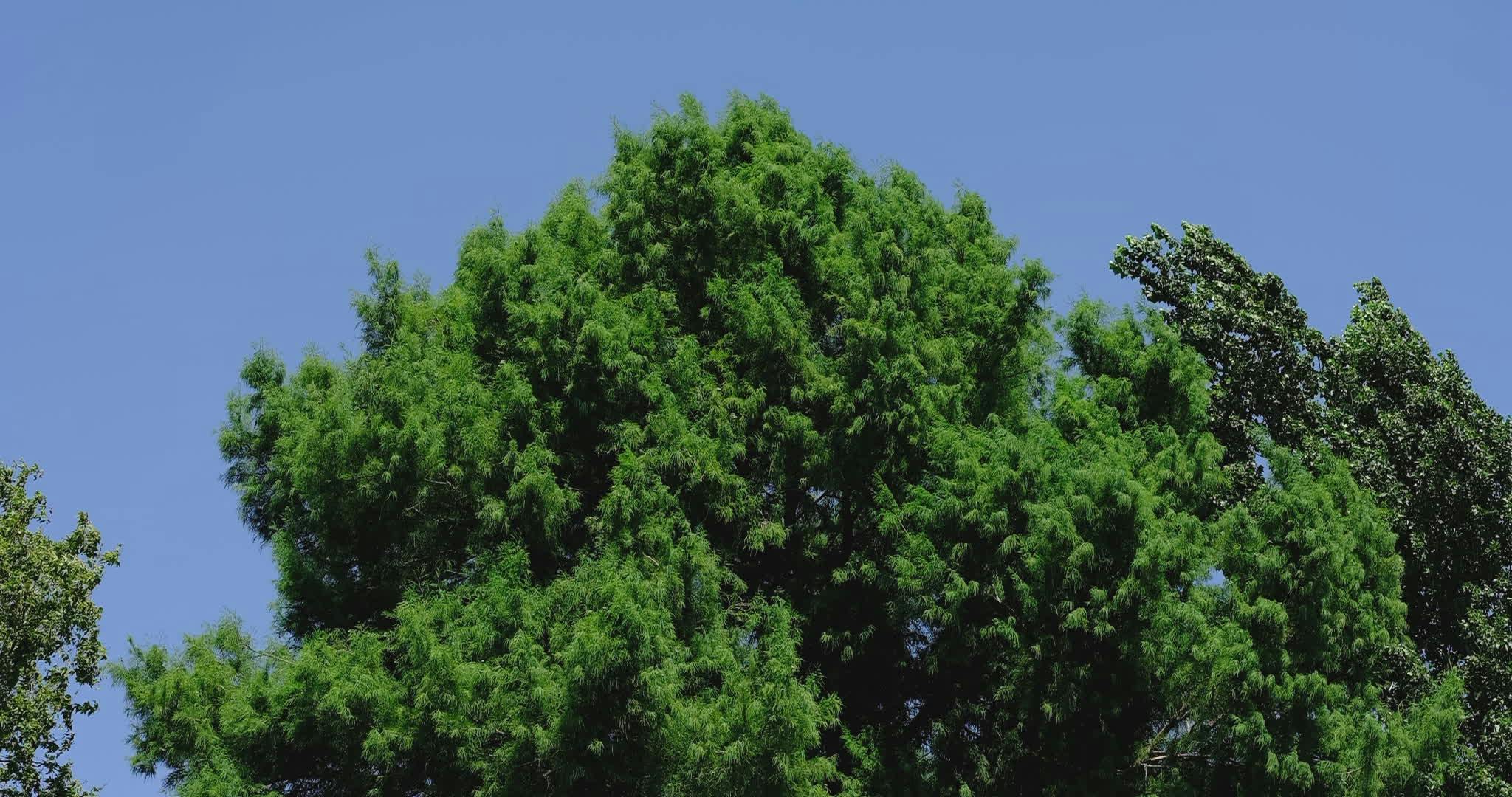 Relaxing Environment Videos, Download The BEST Free 4k Stock Video ...